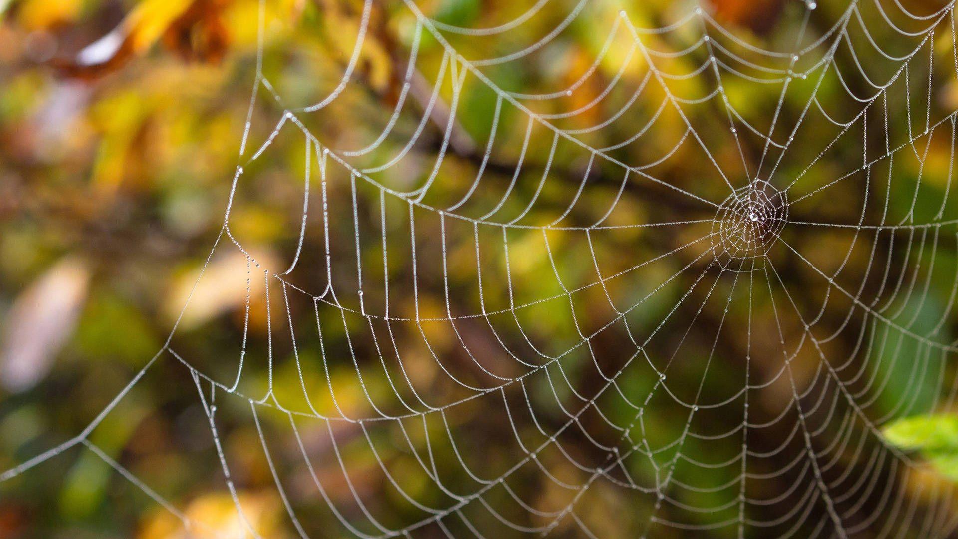 Spider Insect Wallpapers - Top Free Spider Insect Backgrounds ...