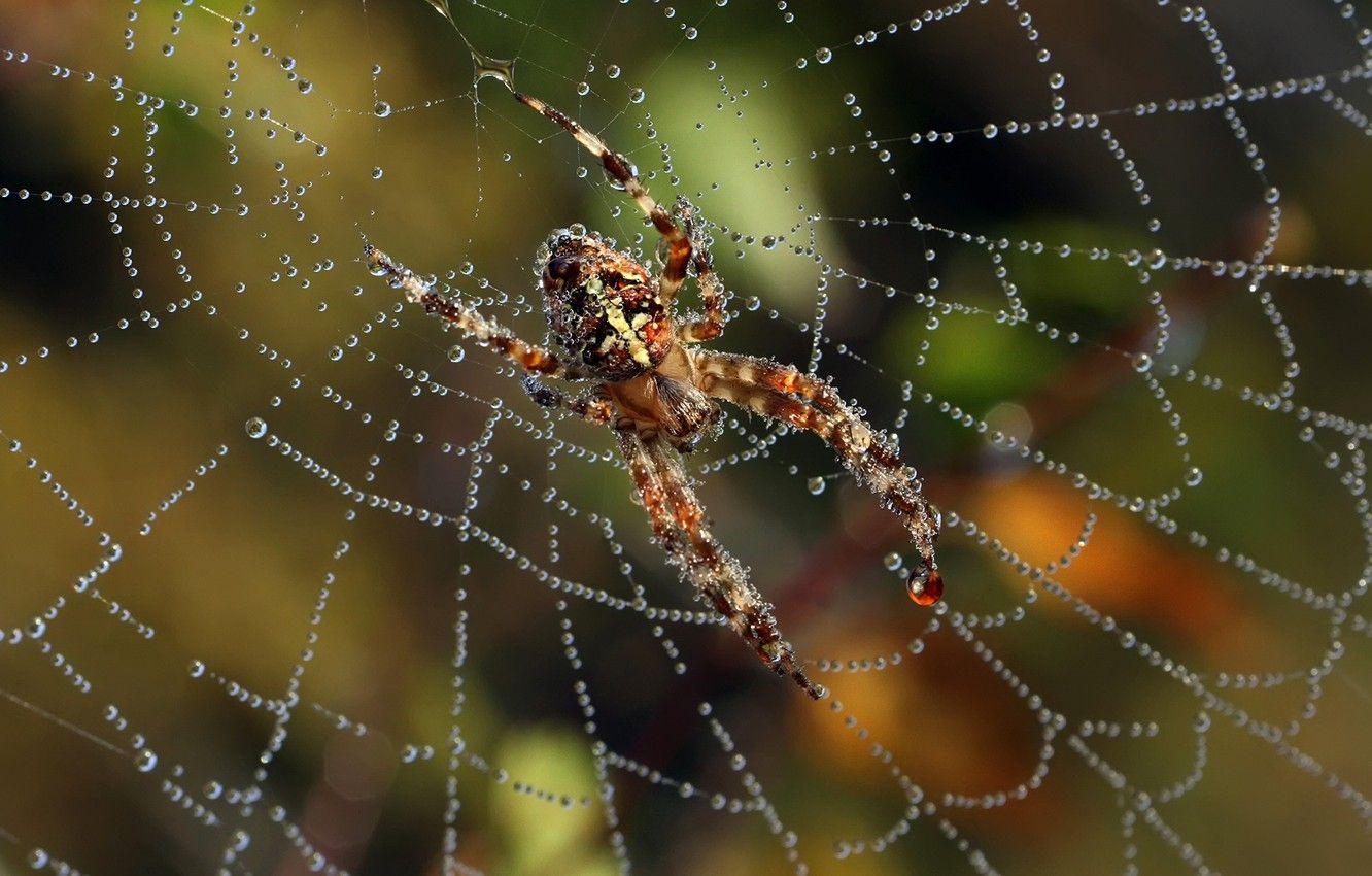 Spider Insect Wallpapers - Top Free Spider Insect Backgrounds ...