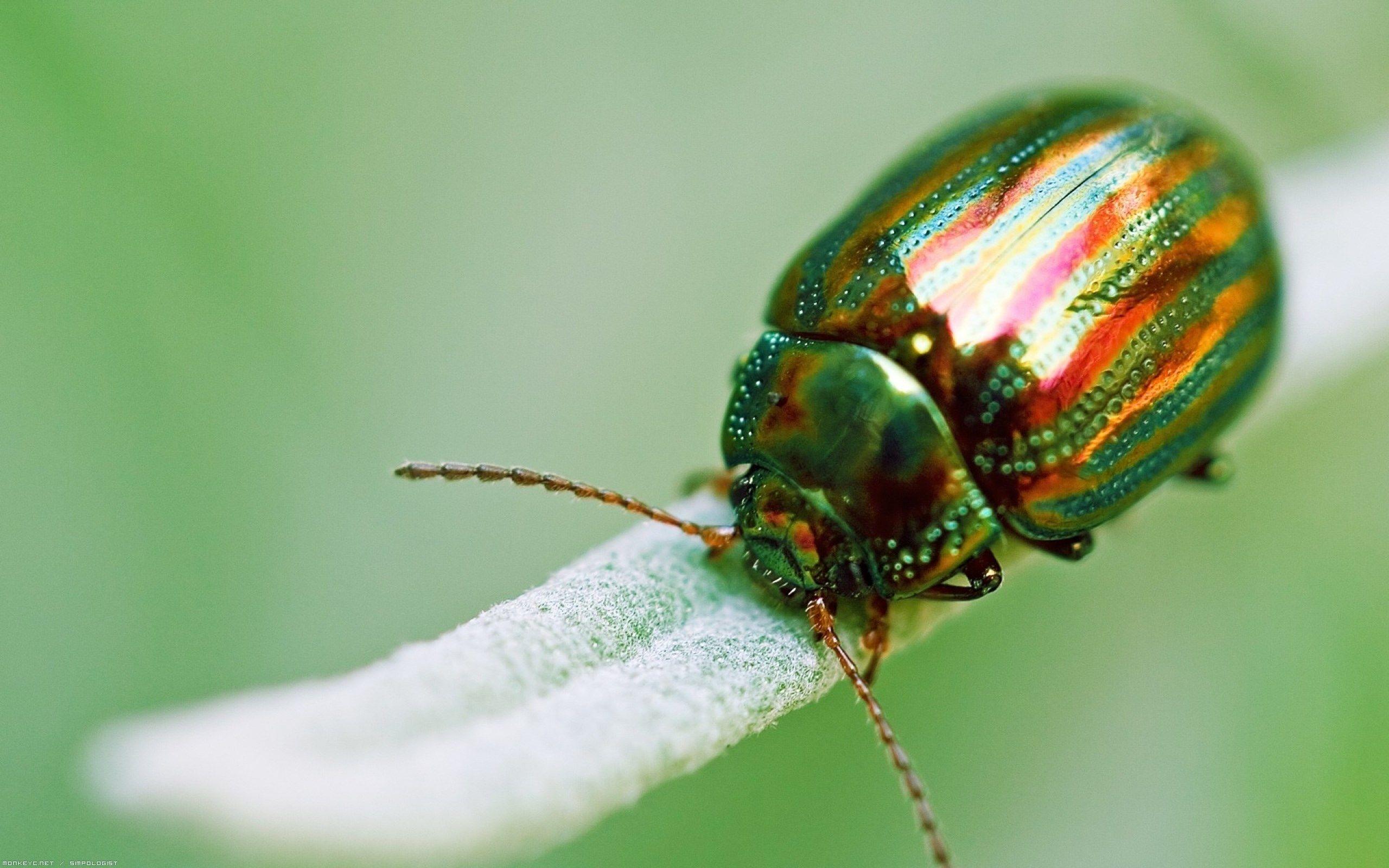 Beetle Insect Wallpapers - Top Free Beetle Insect Backgrounds ...
