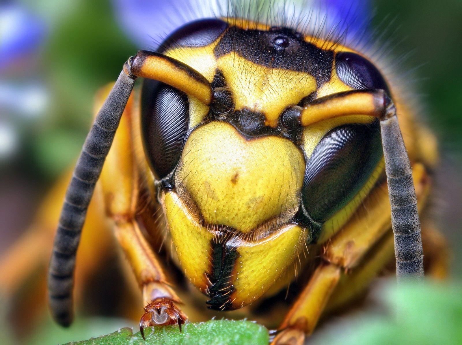 HD Insect Wallpapers - Top Free HD Insect Backgrounds - WallpaperAccess