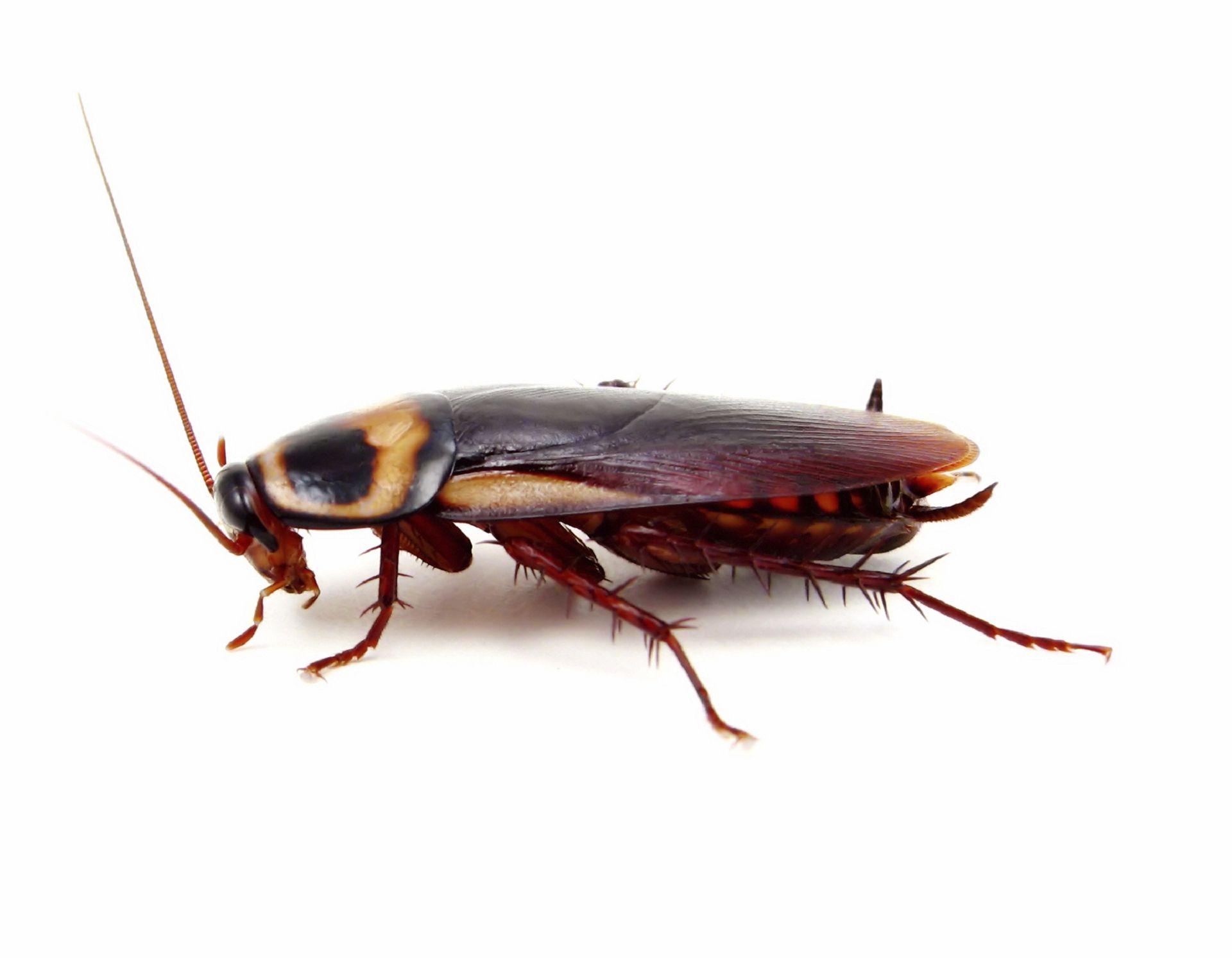 Cockroach Wallpapers - Top Free Cockroach Backgrounds - WallpaperAccess