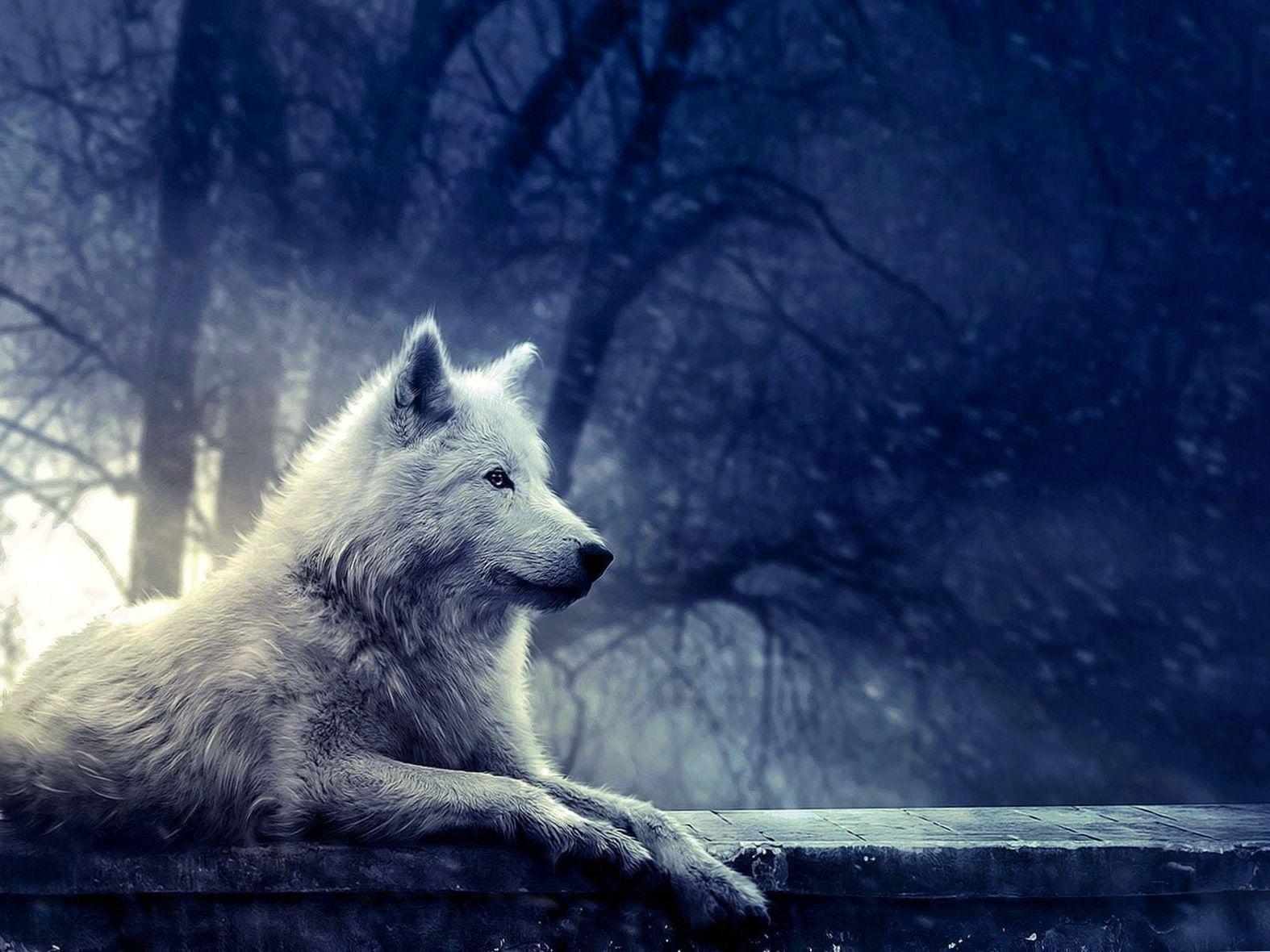 Pretty Wolf Wallpapers - Top Free Pretty Wolf Backgrounds - WallpaperAccess