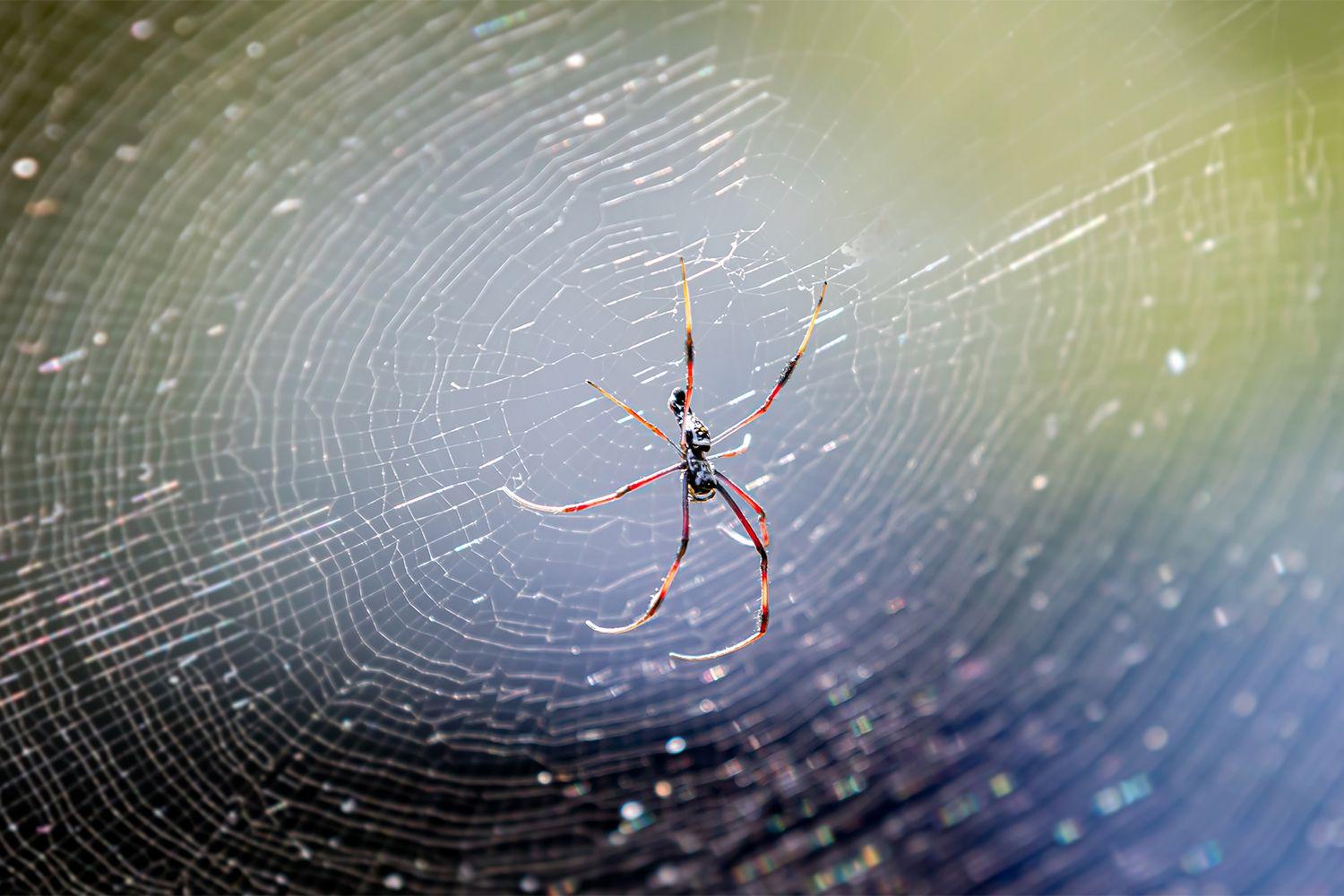 Spider Insect Wallpapers - Top Free Spider Insect Backgrounds ...