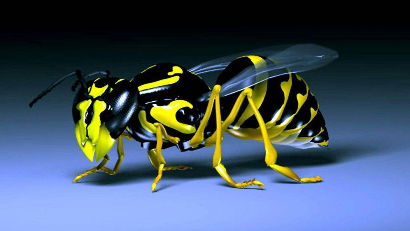 HD Insect Wallpapers - Top Free HD Insect Backgrounds - WallpaperAccess
