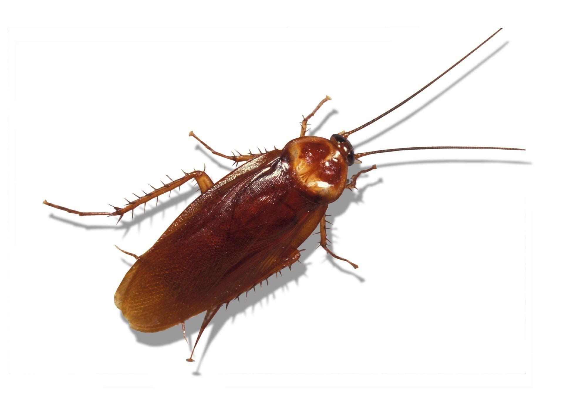 Cockroach Wallpapers - Top Free Cockroach Backgrounds - WallpaperAccess