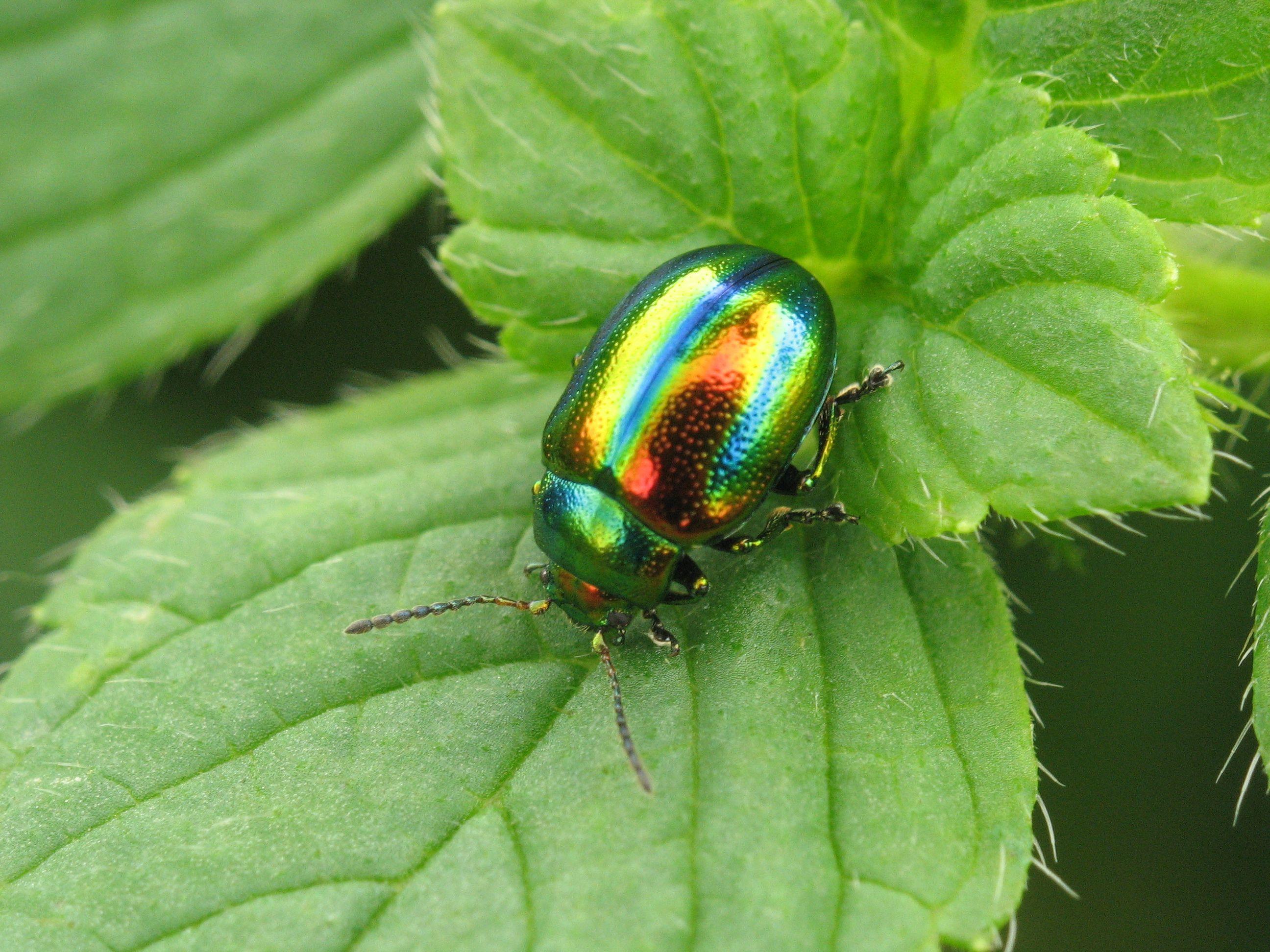 Beetle Insect Wallpapers - Top Free Beetle Insect Backgrounds ...