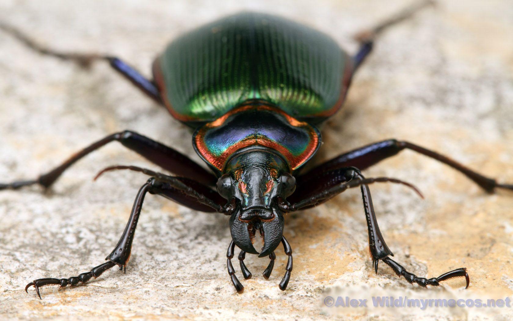 Beetle Insect Wallpapers - Top Free Beetle Insect Backgrounds ...