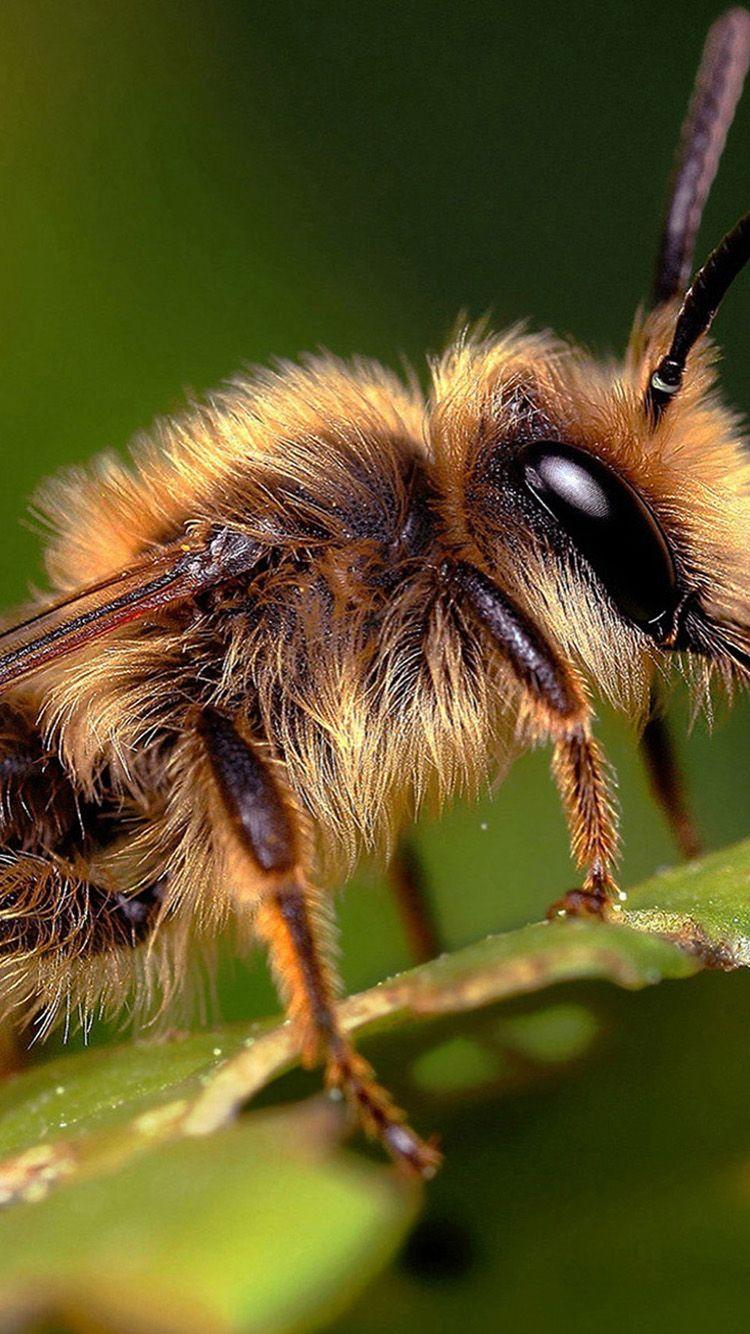 HD Insect Wallpapers - Top Free HD Insect Backgrounds - WallpaperAccess