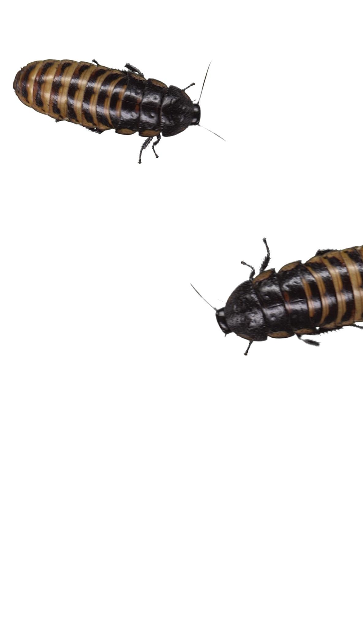 Cockroach Wallpapers - Top Free Cockroach Backgrounds - WallpaperAccess