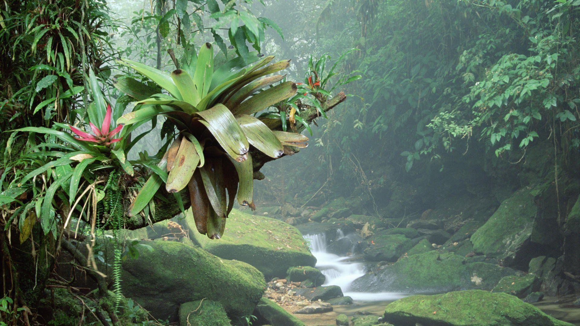 Brazil Jungle Wallpapers - Top Free Brazil Jungle Backgrounds ...