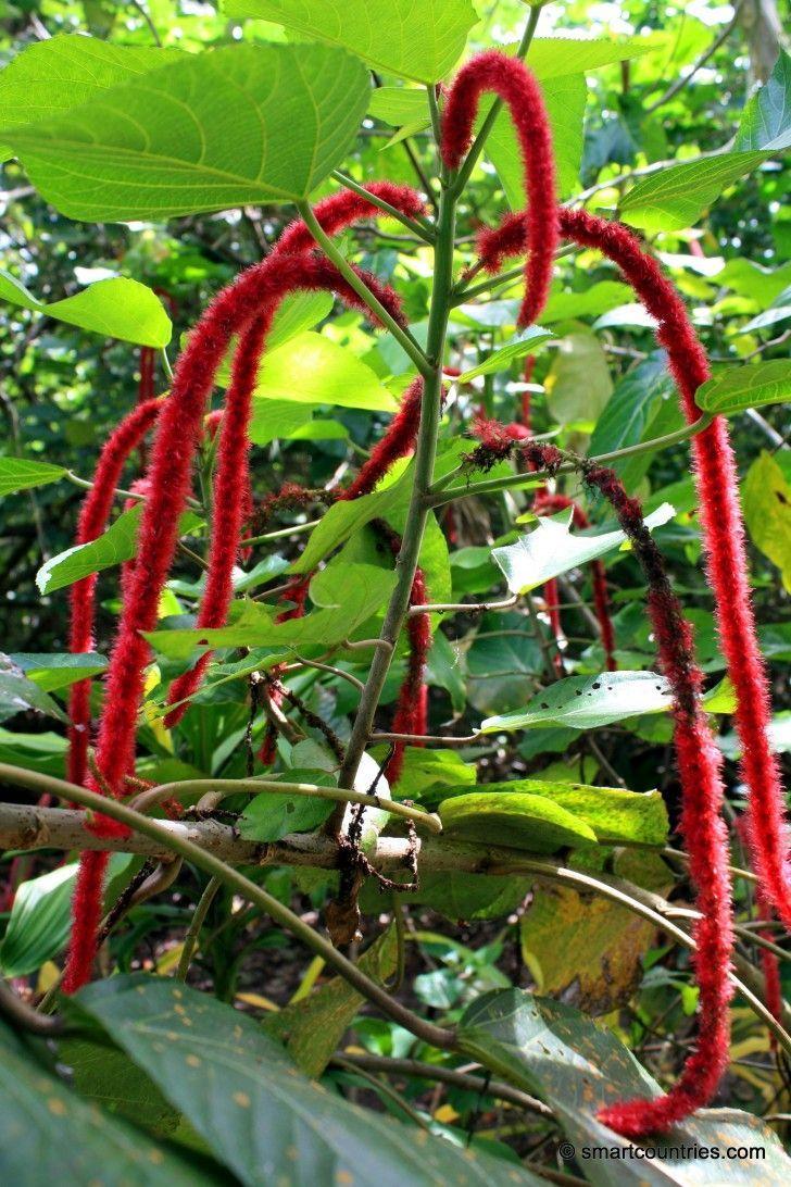 Tongan Pride Wallpapers - Top Free Tongan Pride Backgrounds ...