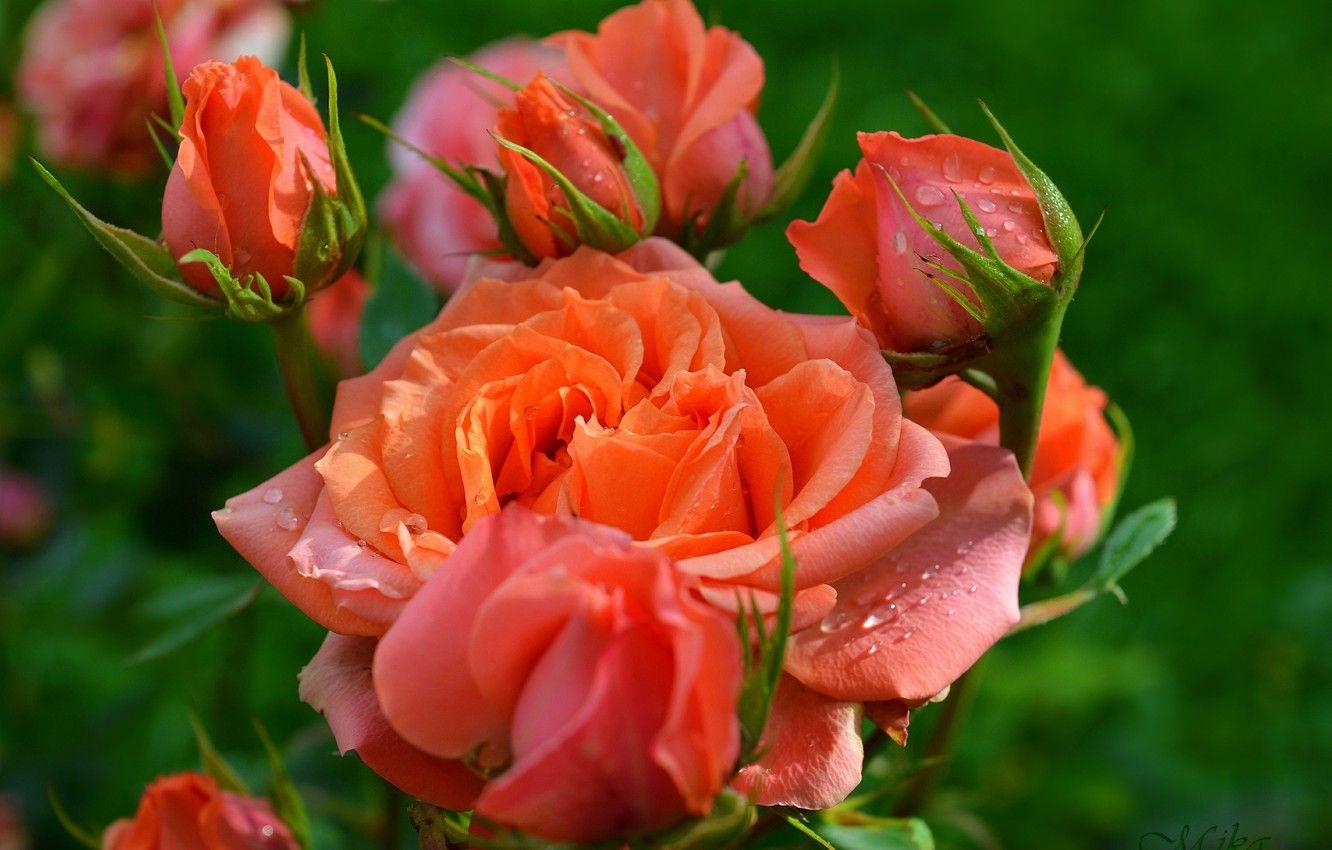 Orange Roses Desktop Wallpapers - Top Free Orange Roses Desktop ...