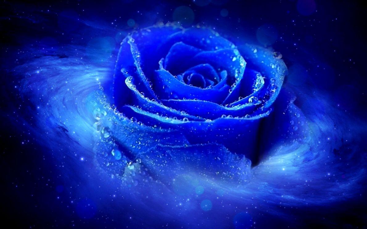 Blue Rose Desktop Wallpapers - Top Free Blue Rose Desktop Backgrounds ...