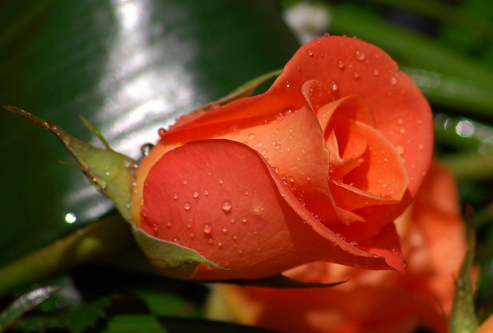 Orange Roses Desktop Wallpapers - Top Free Orange Roses Desktop ...
