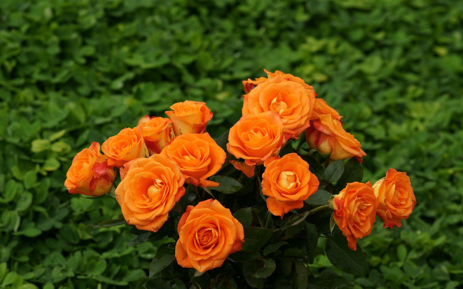 Orange Roses Desktop Wallpapers - Top Free Orange Roses Desktop ...