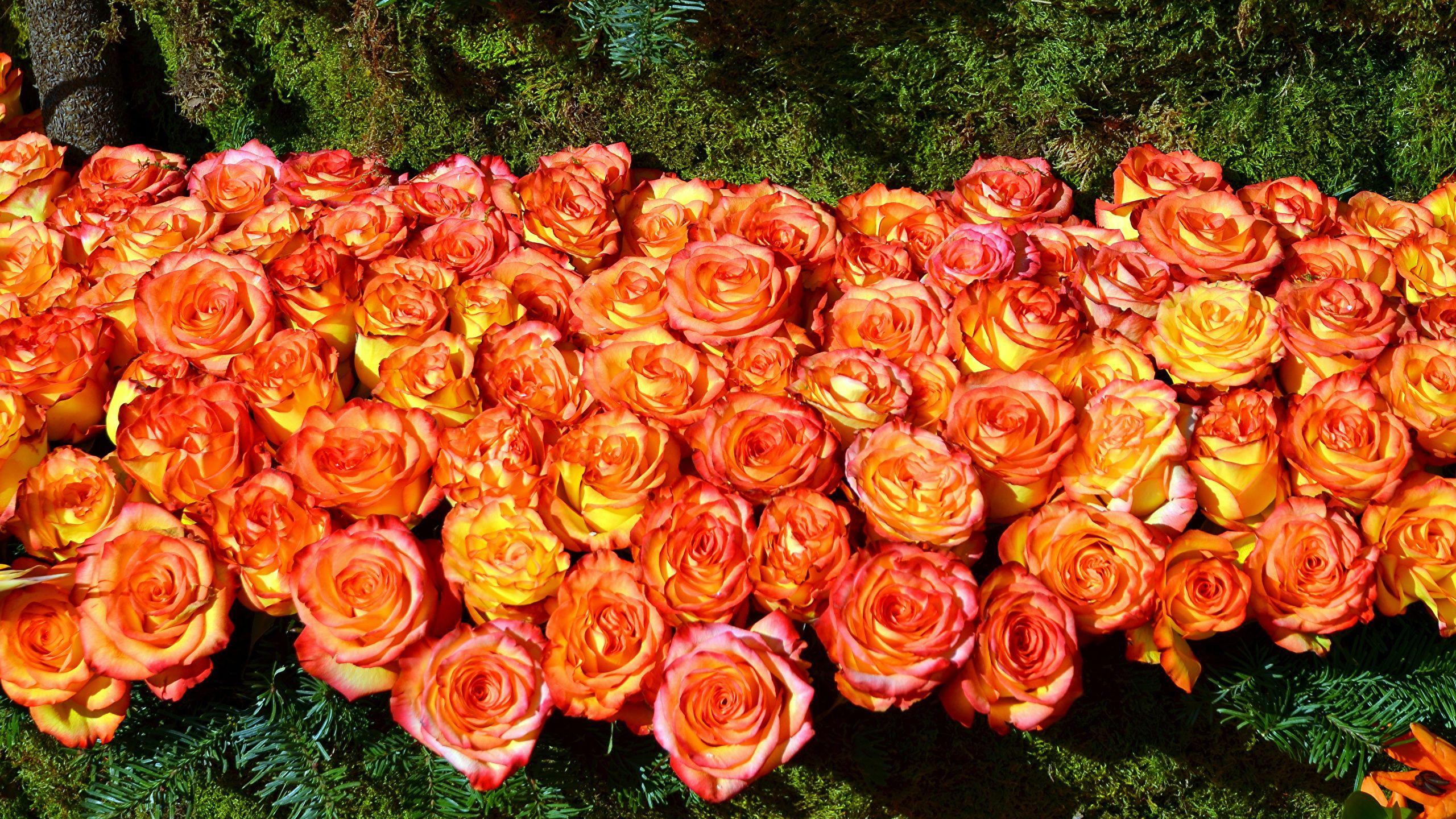 Orange Roses Desktop Wallpapers - Top Free Orange Roses Desktop ...