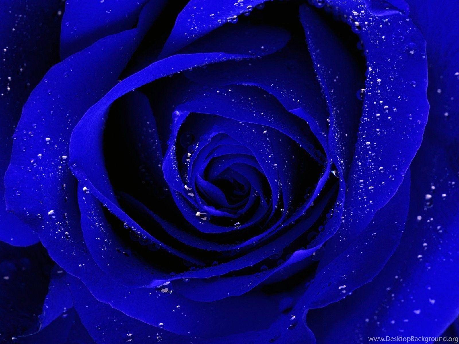 Blue Rose Desktop Wallpapers - Top Free Blue Rose Desktop Backgrounds ...