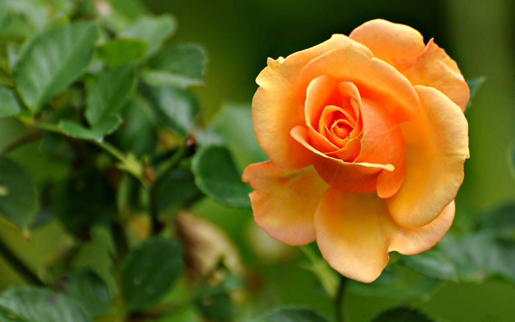 Orange Roses Desktop Wallpapers - Top Free Orange Roses Desktop ...