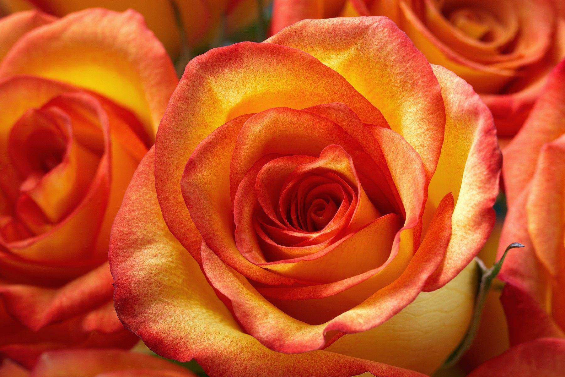 Orange Roses Desktop Wallpapers - Top Free Orange Roses Desktop ...
