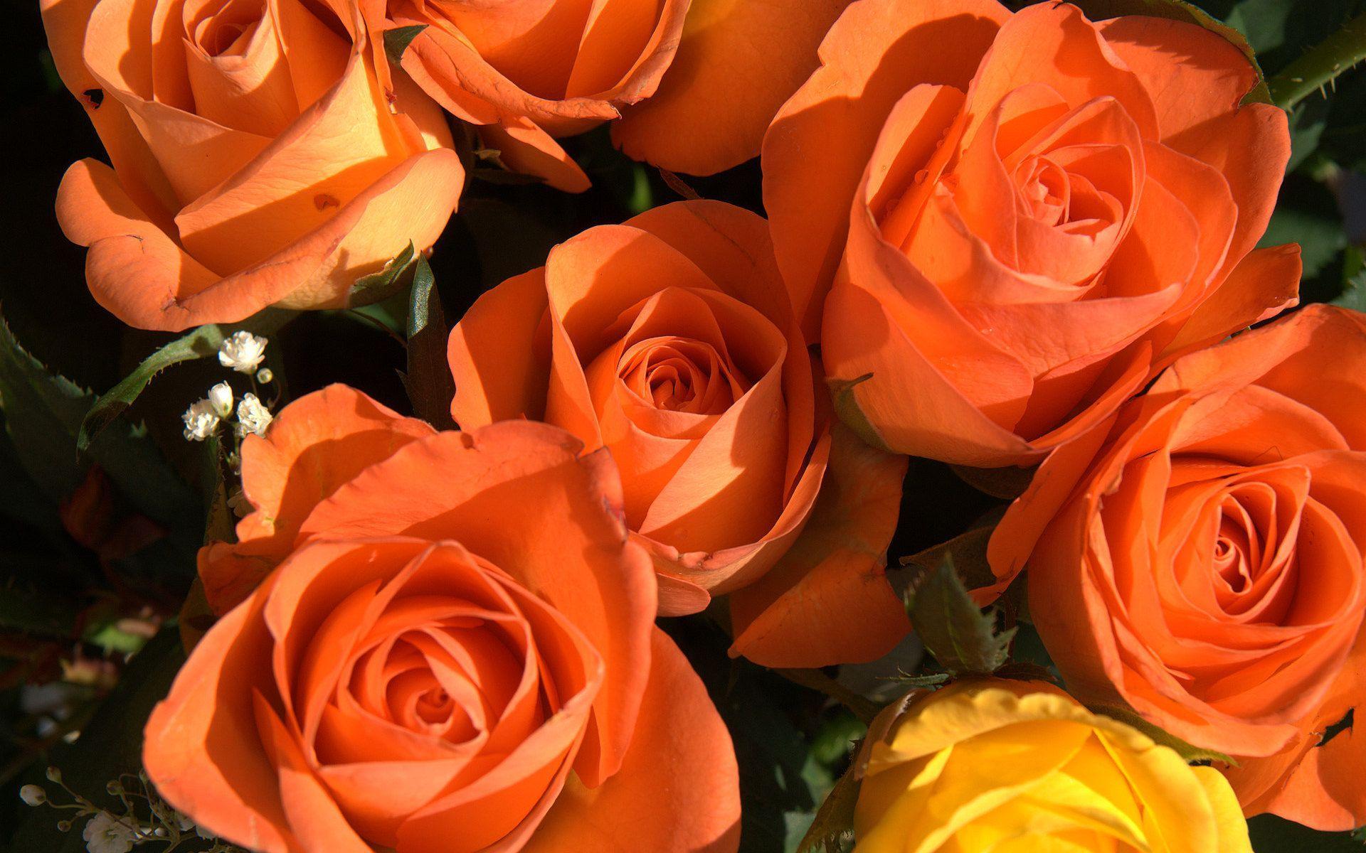 Orange Roses Desktop Wallpapers - Top Free Orange Roses Desktop ...