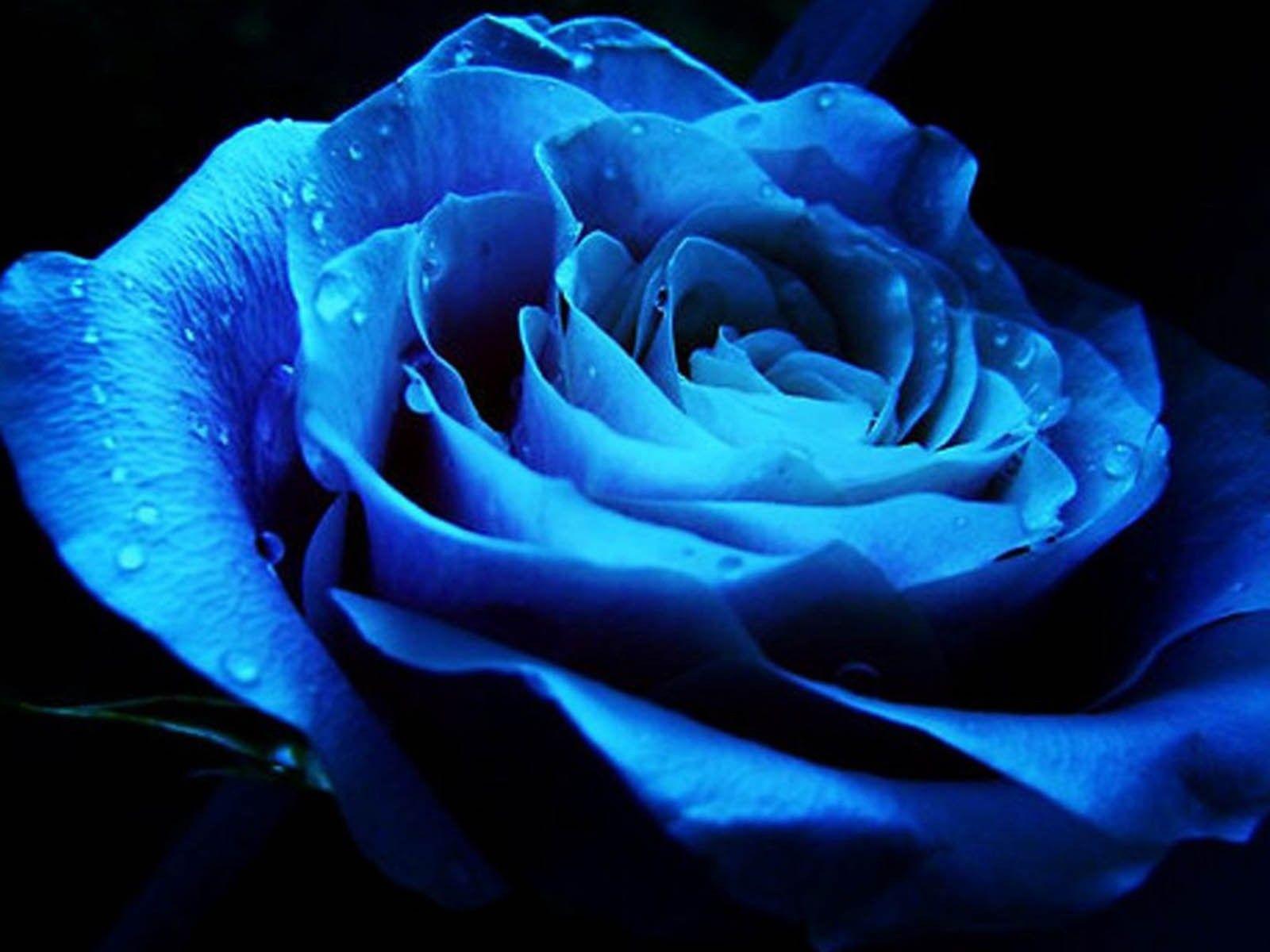Blue Rose Desktop Wallpapers - Top Free Blue Rose Desktop Backgrounds ...