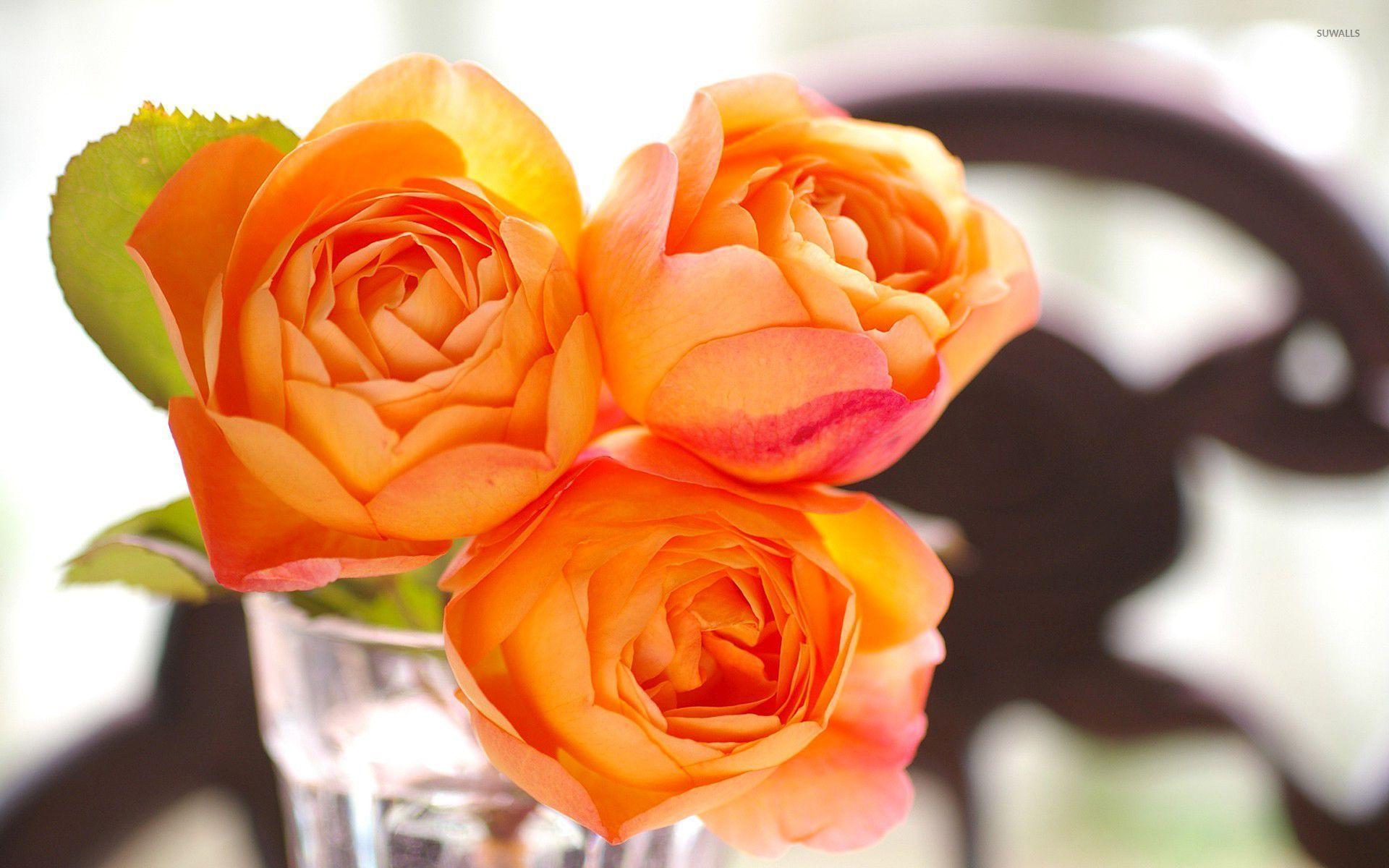Orange Roses Desktop Wallpapers - Top Free Orange Roses Desktop ...