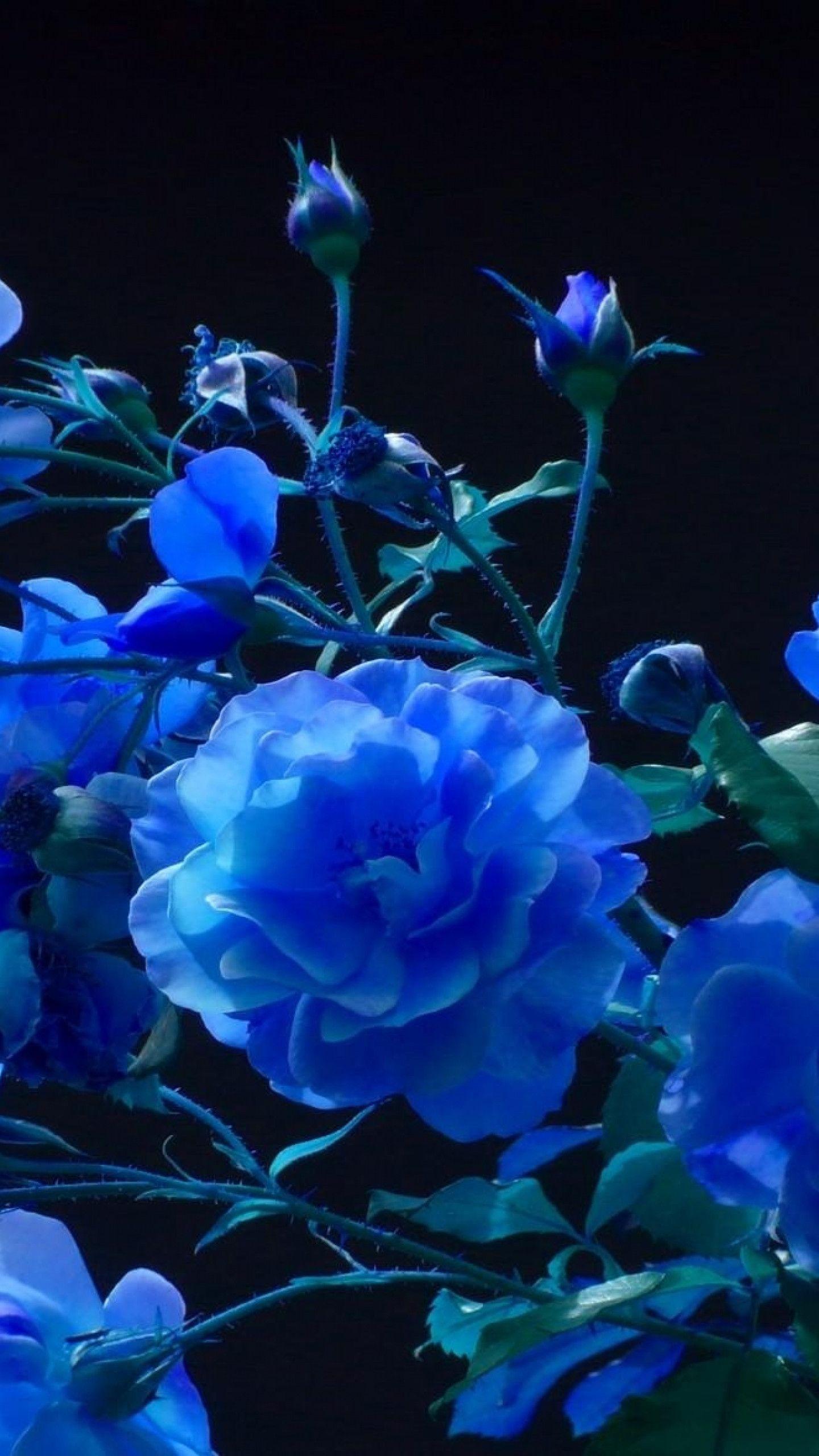 Dark Blue Rose Abstract Wallpapers - Top Free Dark Blue Rose Abstract ...