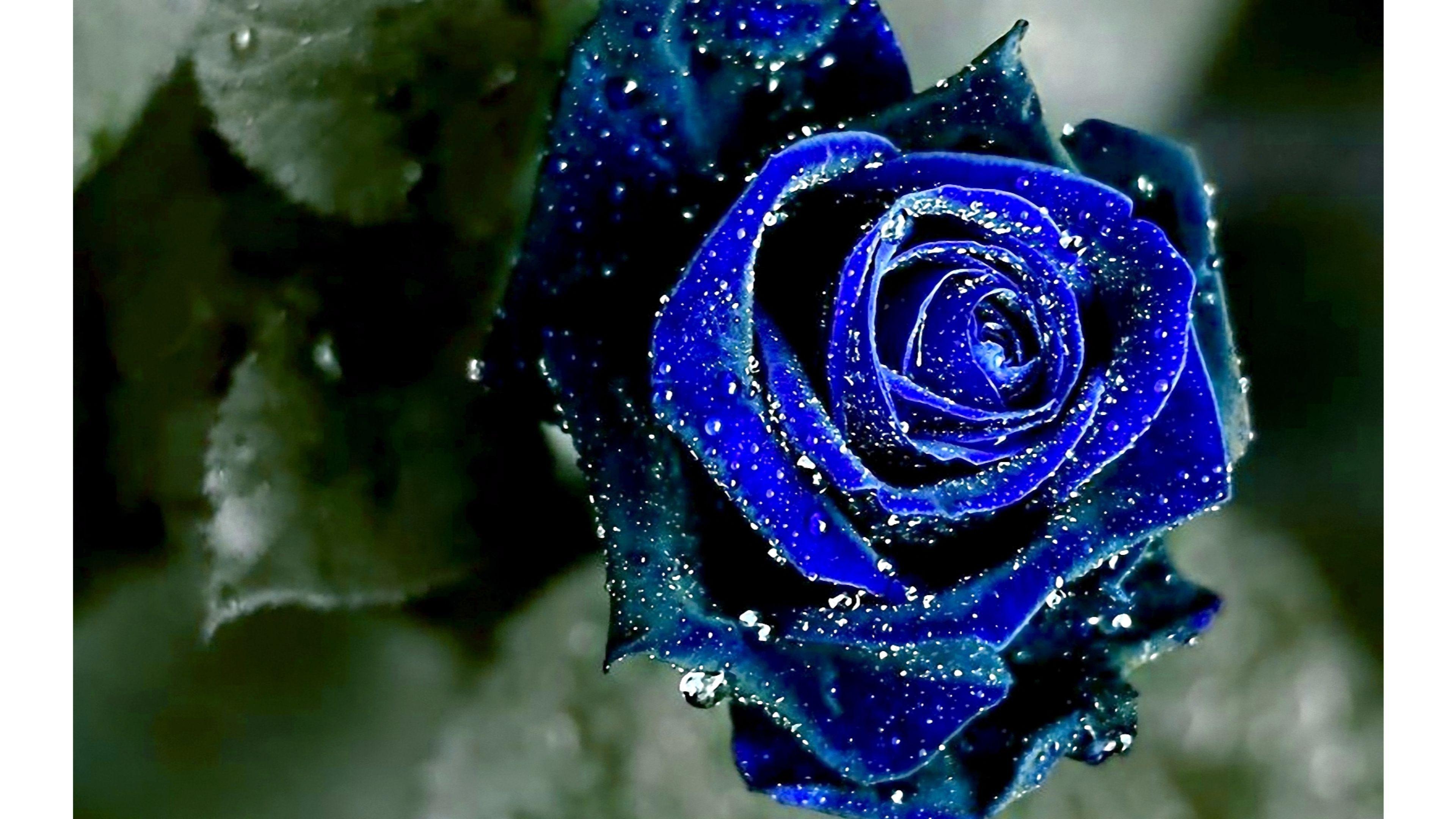 Dark Blue Rose Abstract Wallpapers - Top Free Dark Blue Rose Abstract ...