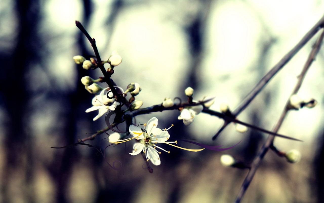 Winter Flowers Wallpapers - Top Free Winter Flowers Backgrounds ...