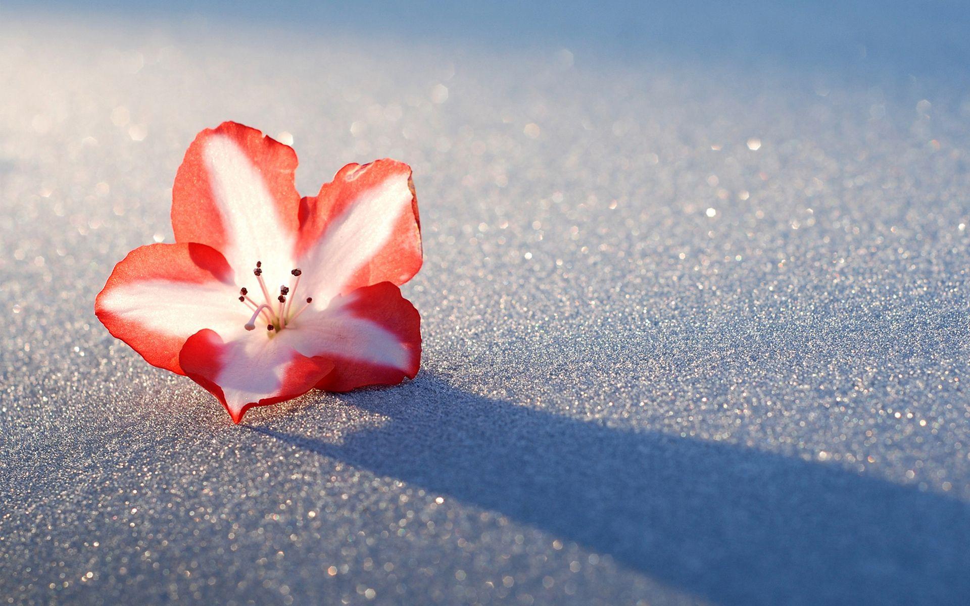 Winter Flowers Wallpapers - Top Free Winter Flowers Backgrounds ...