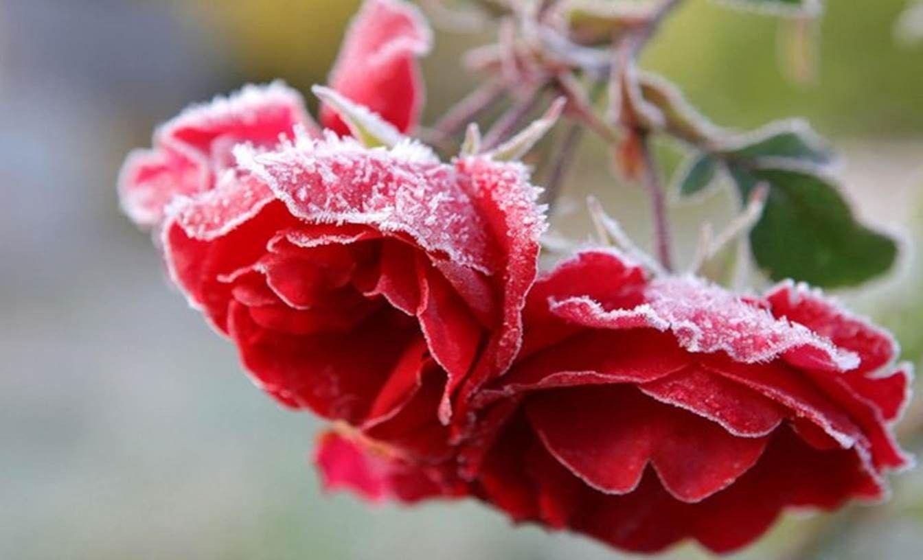 Winter Flowers Wallpapers - Top Free Winter Flowers Backgrounds ...