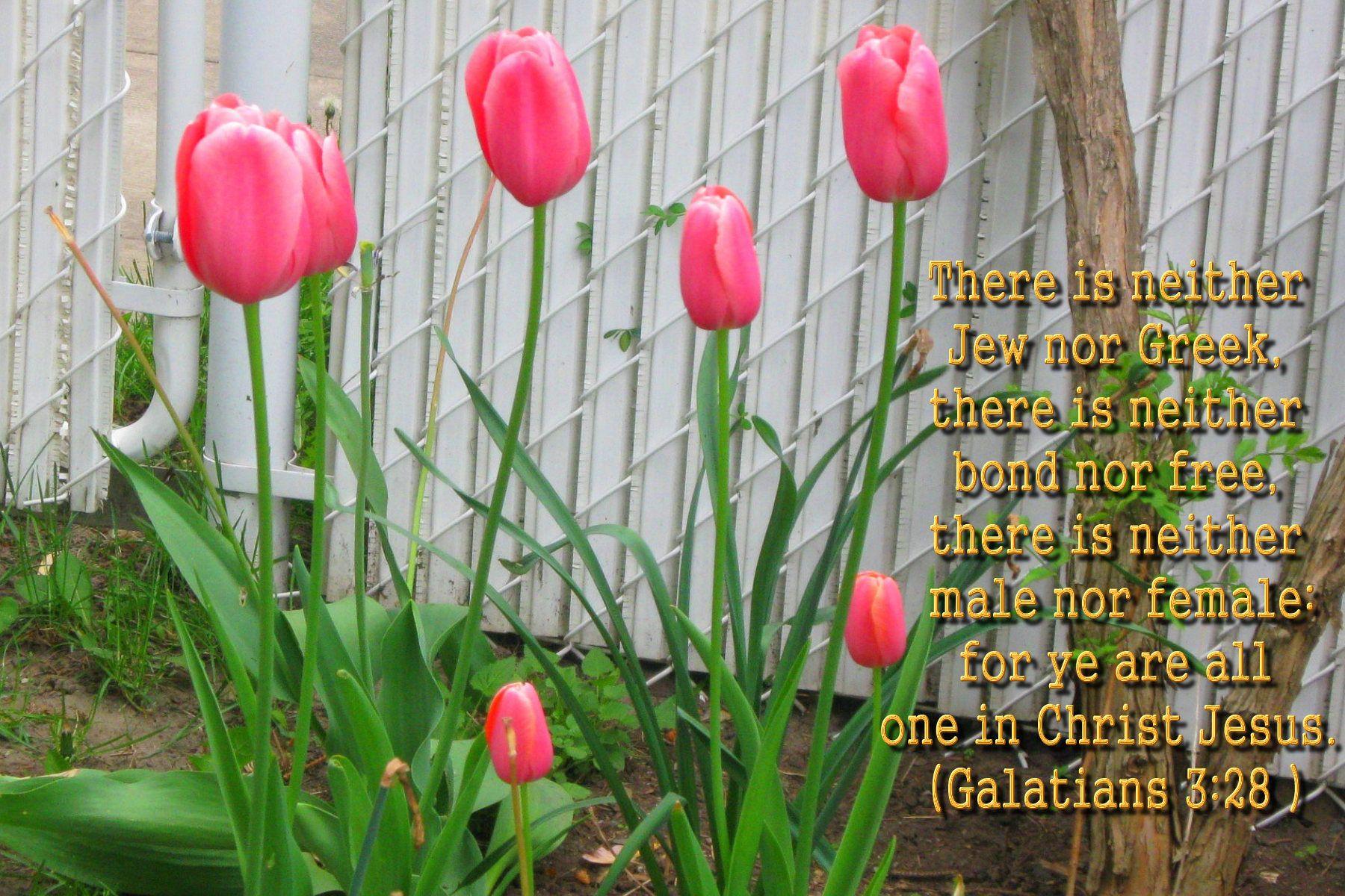 Spring Bible Wallpapers - Top Free Spring Bible Backgrounds ...