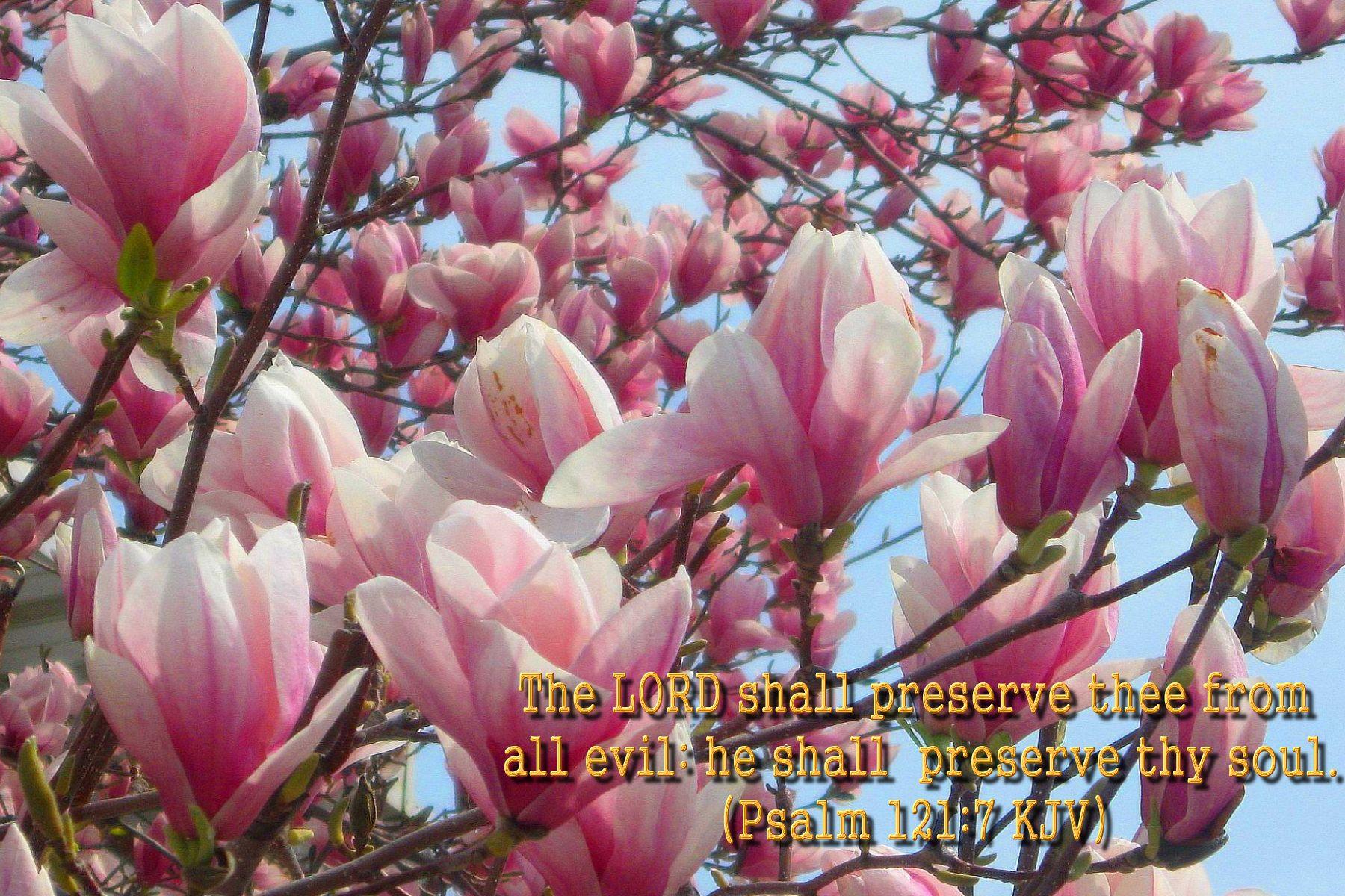 Spring Bible Wallpapers - Top Free Spring Bible Backgrounds ...