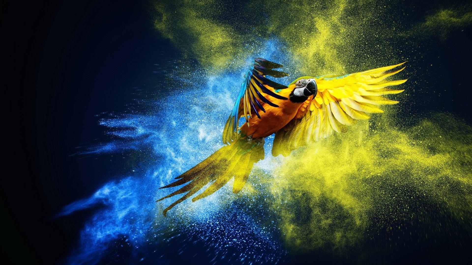 Cool Parrot Wallpapers - Top Free Cool Parrot Backgrounds - WallpaperAccess