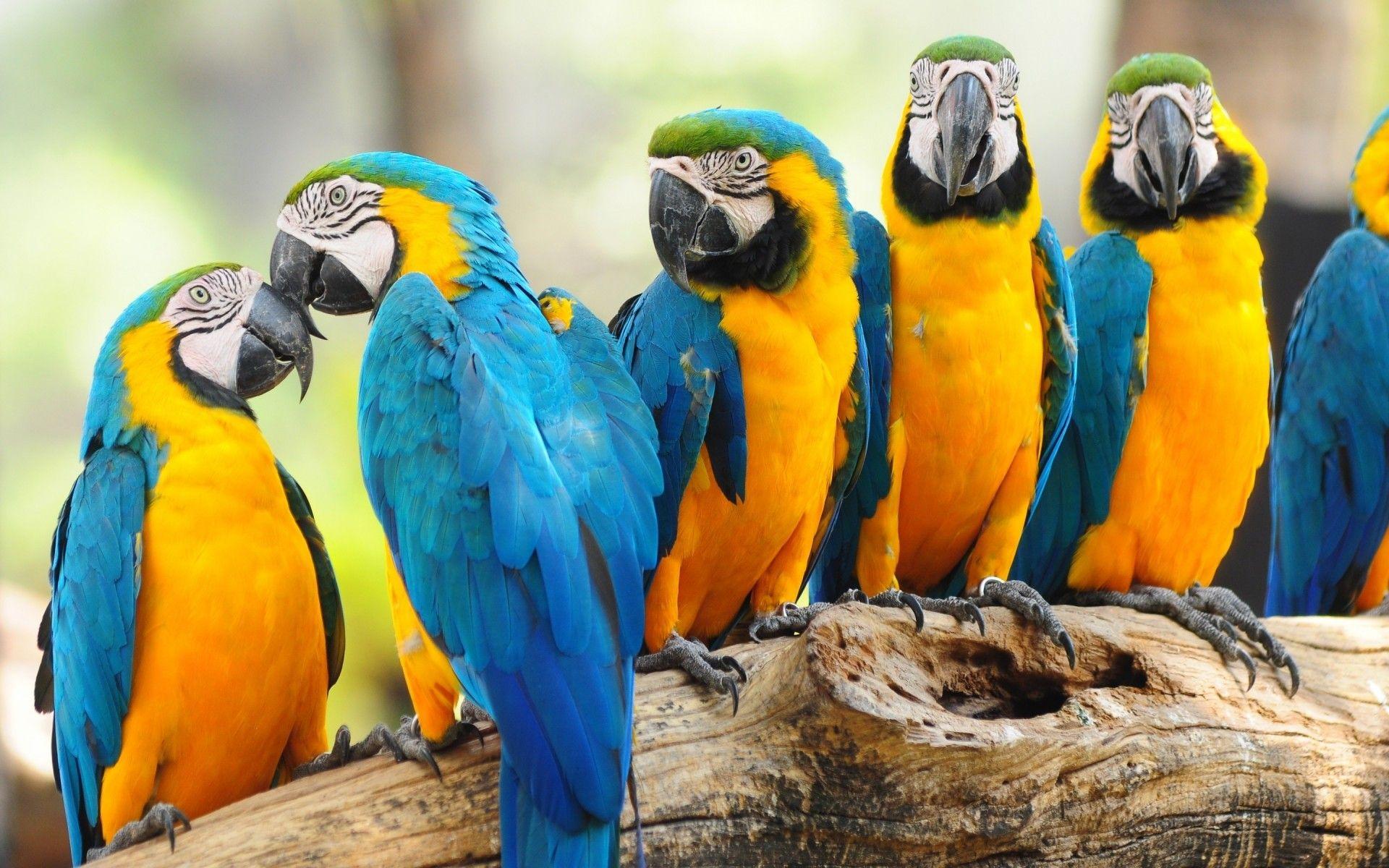 Cool Parrot Wallpapers - Top Free Cool Parrot Backgrounds - WallpaperAccess