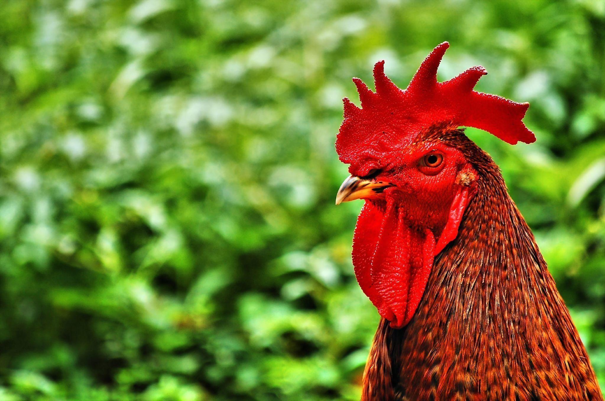 Red Chicken Wallpapers - Top Free Red Chicken Backgrounds - WallpaperAccess