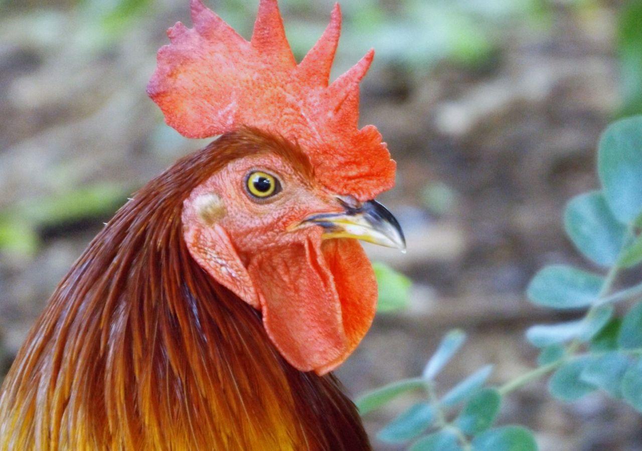 Red Chicken Wallpapers - Top Free Red Chicken Backgrounds - WallpaperAccess