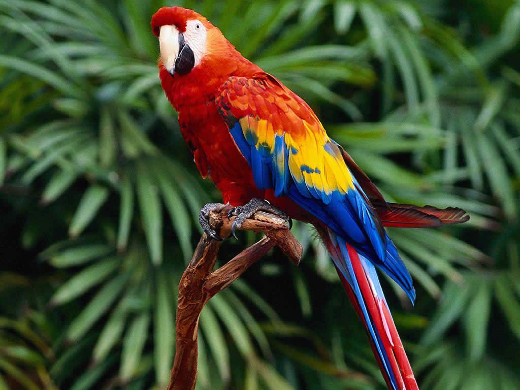 Cool Parrot Wallpapers - Top Free Cool Parrot Backgrounds - WallpaperAccess