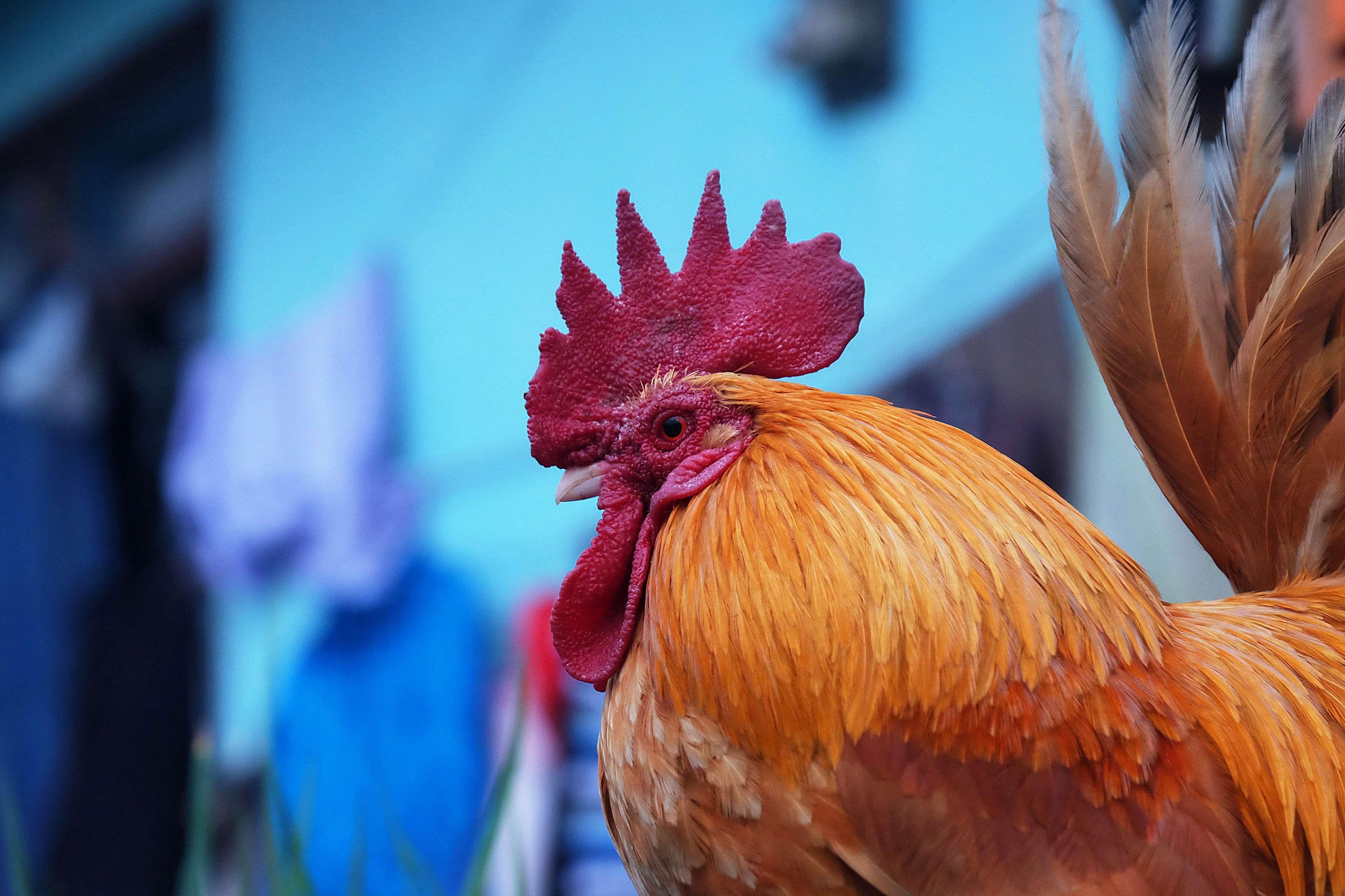 Red Chicken Wallpapers - Top Free Red Chicken Backgrounds - WallpaperAccess