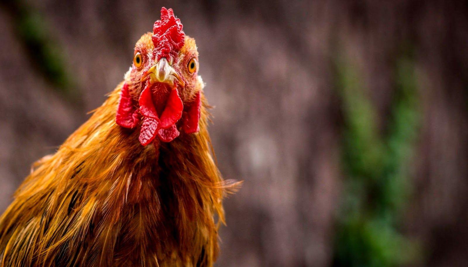 Red Chicken Wallpapers - Top Free Red Chicken Backgrounds - WallpaperAccess