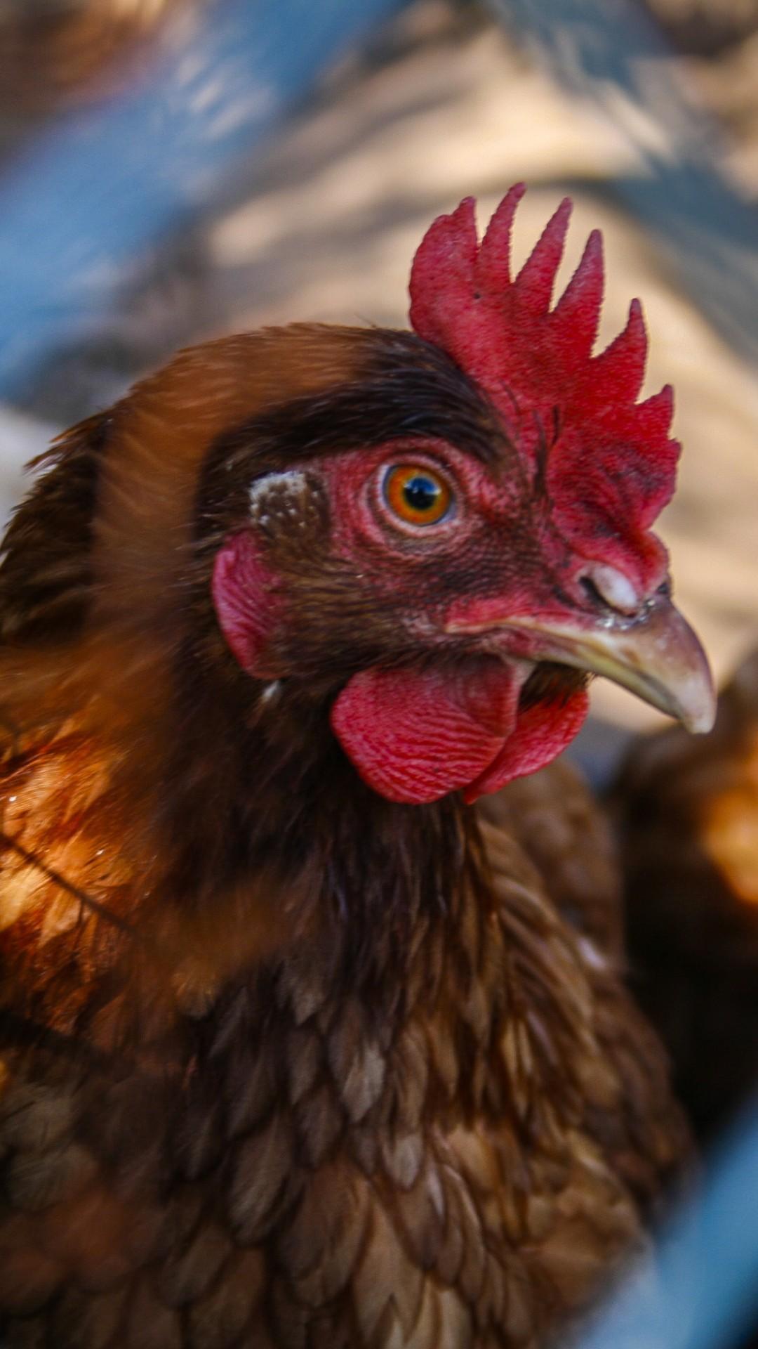 Red Chicken Wallpapers - Top Free Red Chicken Backgrounds - WallpaperAccess