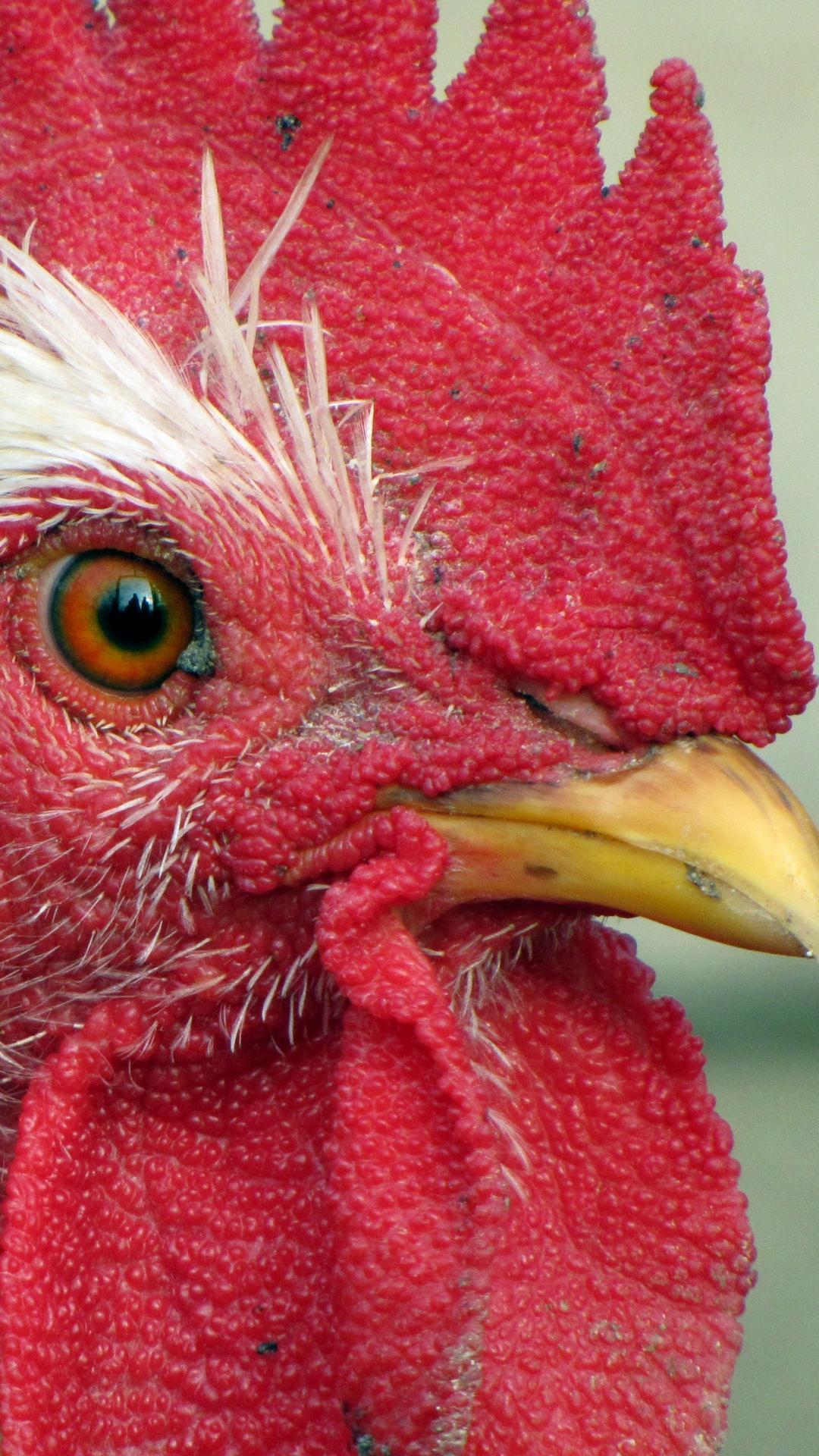 Red Chicken Wallpapers - Top Free Red Chicken Backgrounds - WallpaperAccess