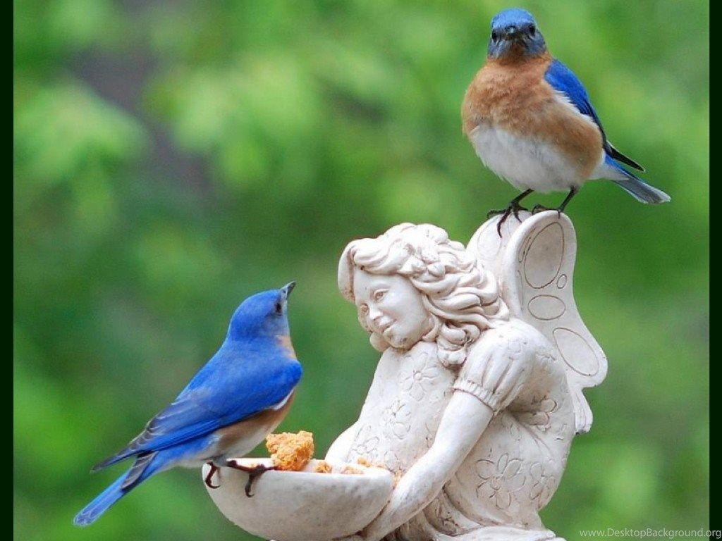 Amazing Birds Wallpapers - Top Free Amazing Birds Backgrounds ...