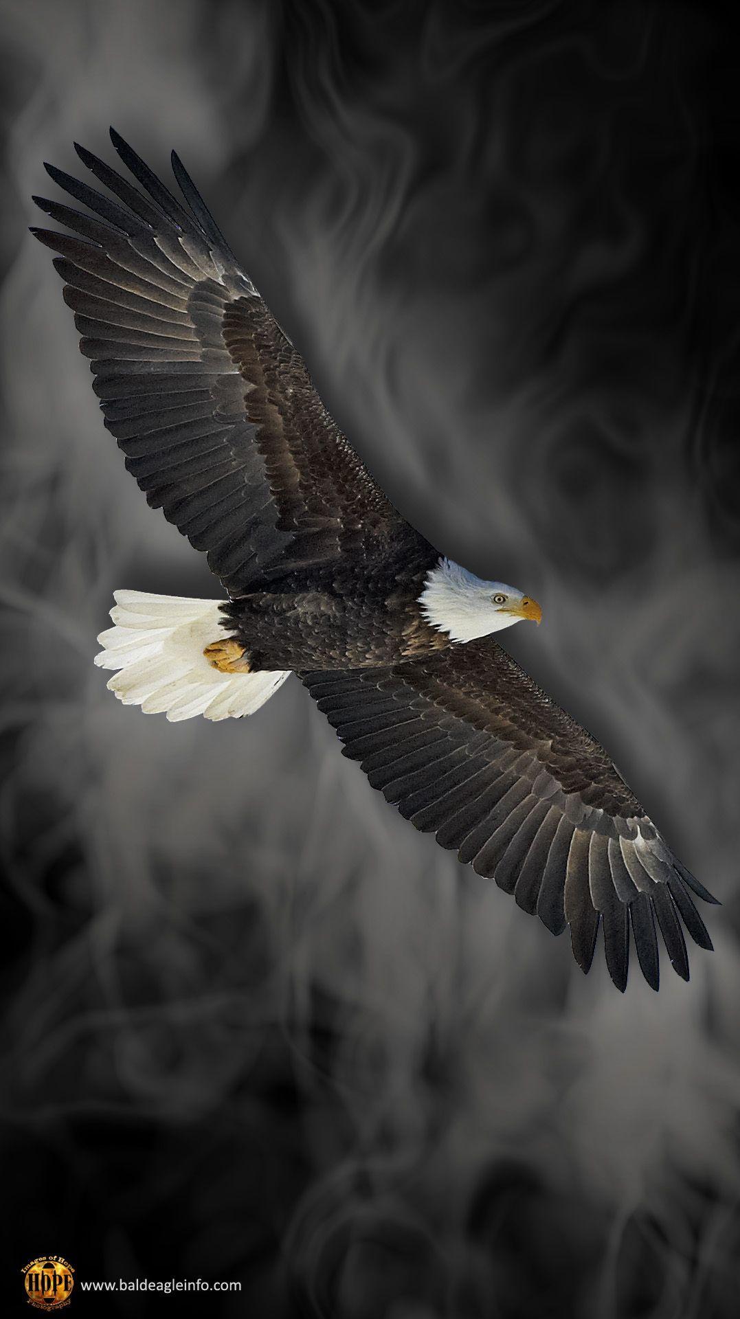 Eagle Mobile Wallpapers - Top Free Eagle Mobile Backgrounds ...