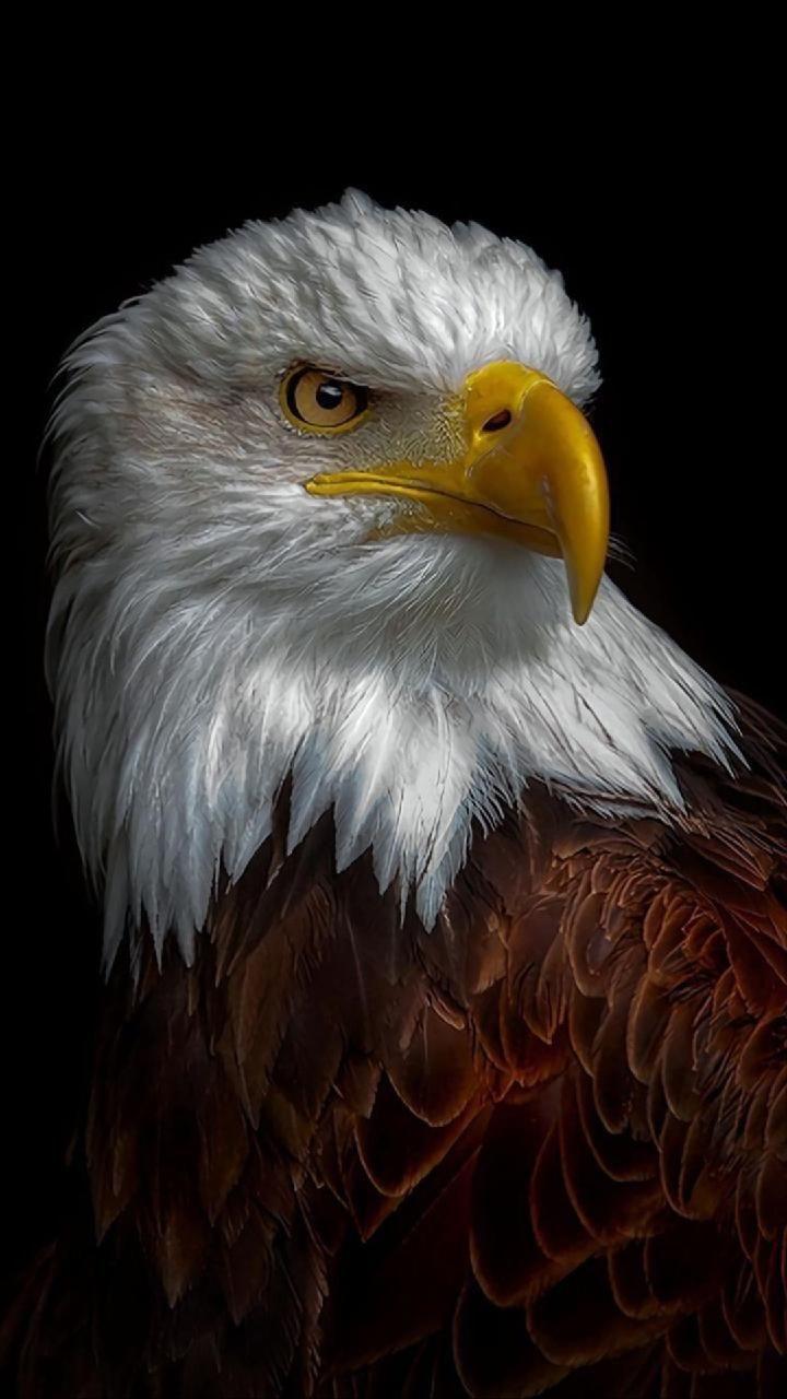 Eagle Mobile Wallpapers - Top Free Eagle Mobile Backgrounds ...