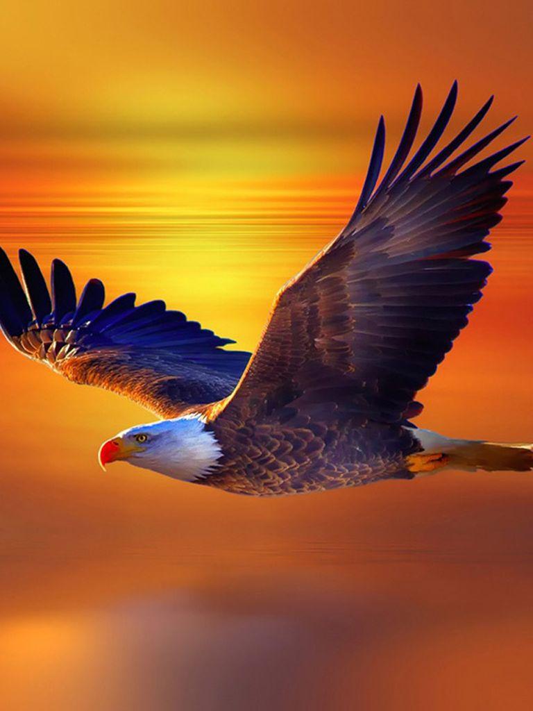 Eagle Mobile Wallpapers - Top Free Eagle Mobile Backgrounds ...