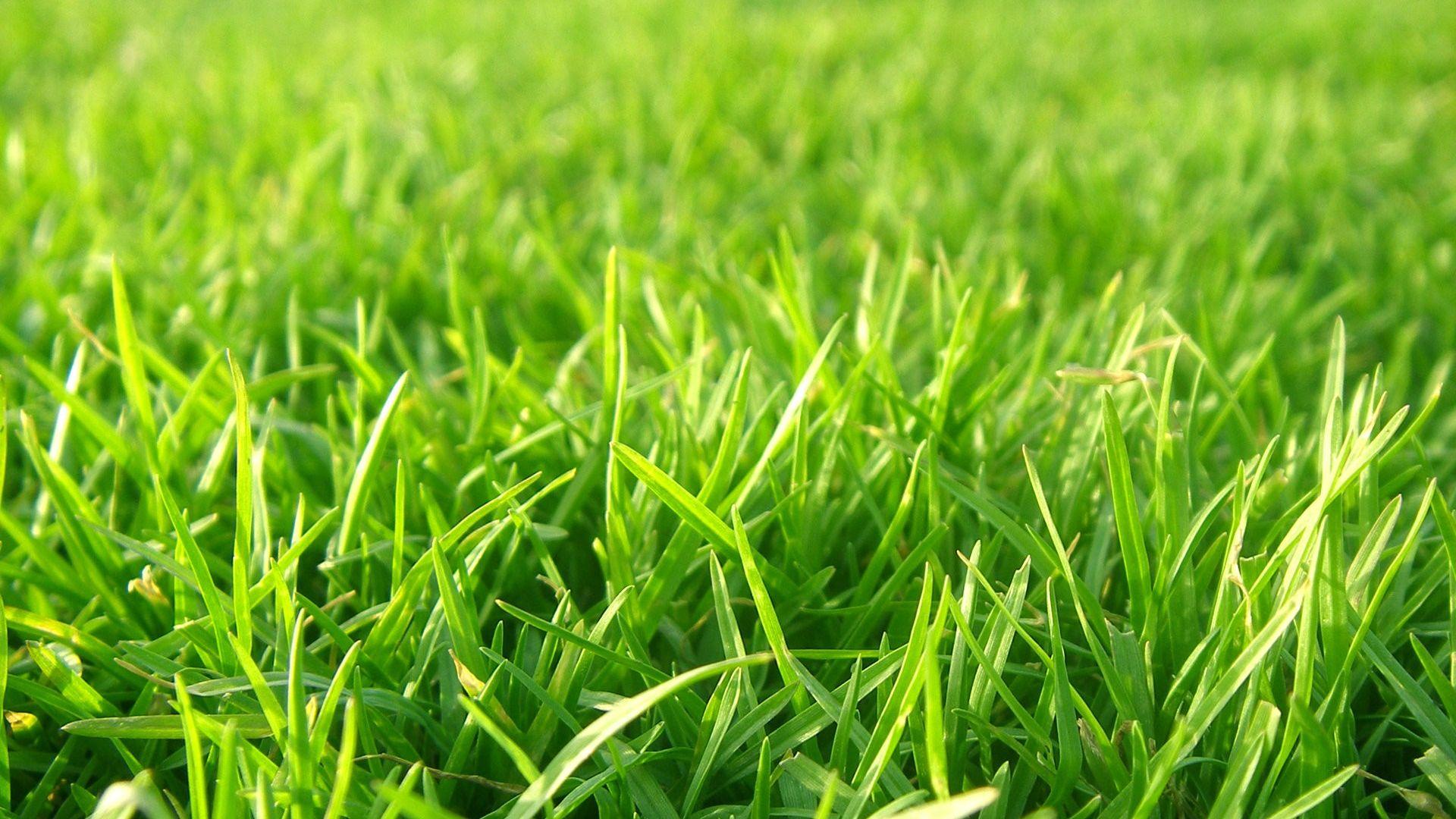 Football Grass Wallpapers - Top Free Football Grass Backgrounds ...