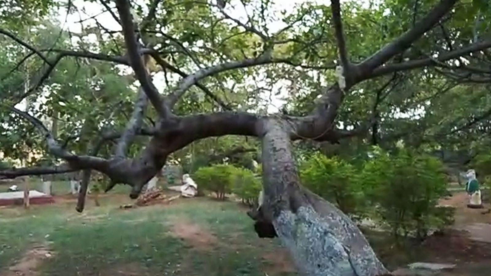 Banyan Tree Wallpapers - Top Free Banyan Tree Backgrounds - WallpaperAccess