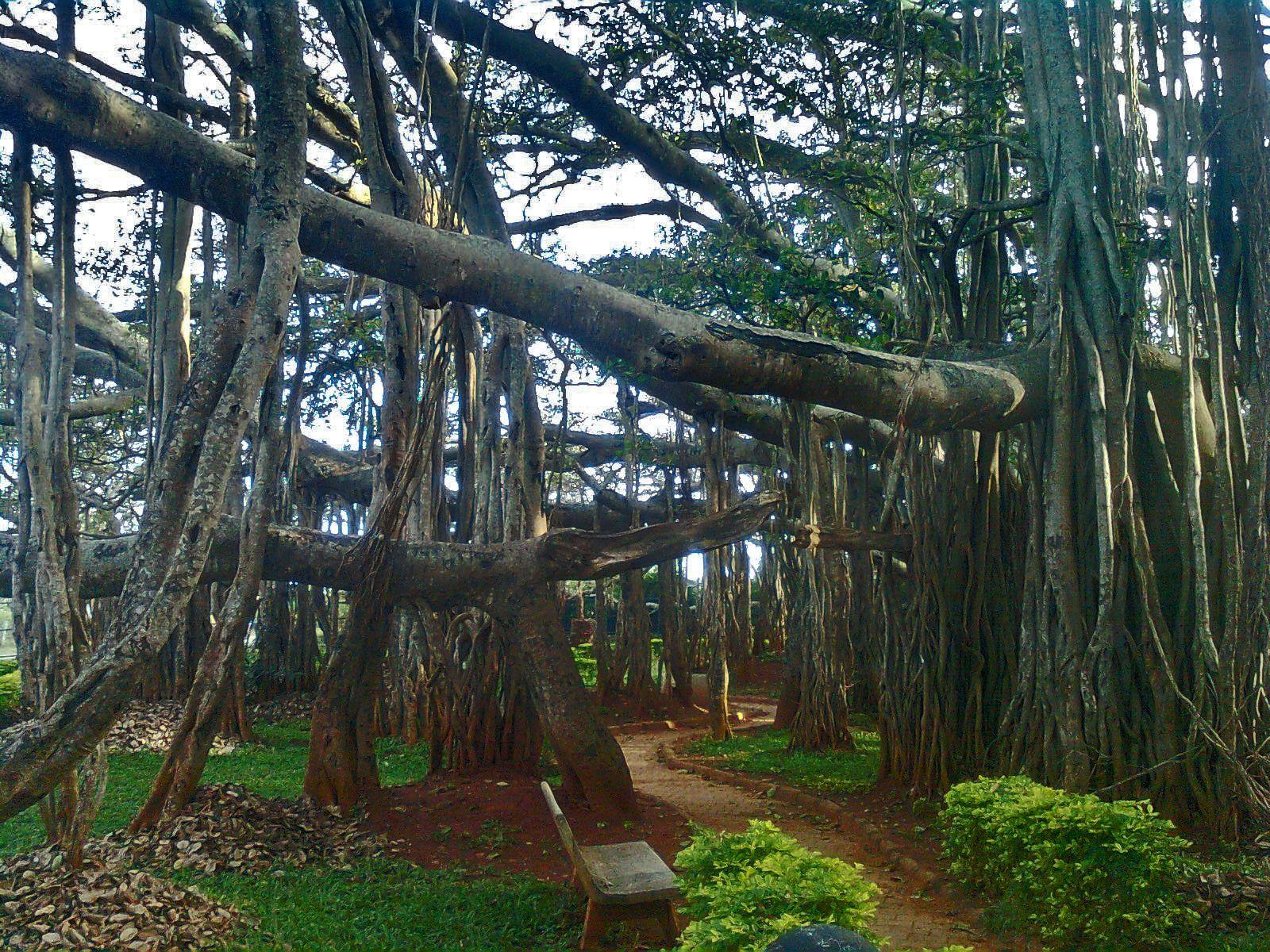 Banyan Tree Wallpapers - Top Free Banyan Tree Backgrounds - WallpaperAccess