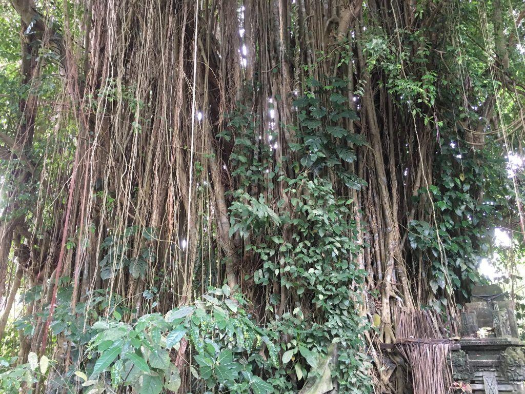 Banyan Tree Wallpapers - Top Free Banyan Tree Backgrounds - WallpaperAccess